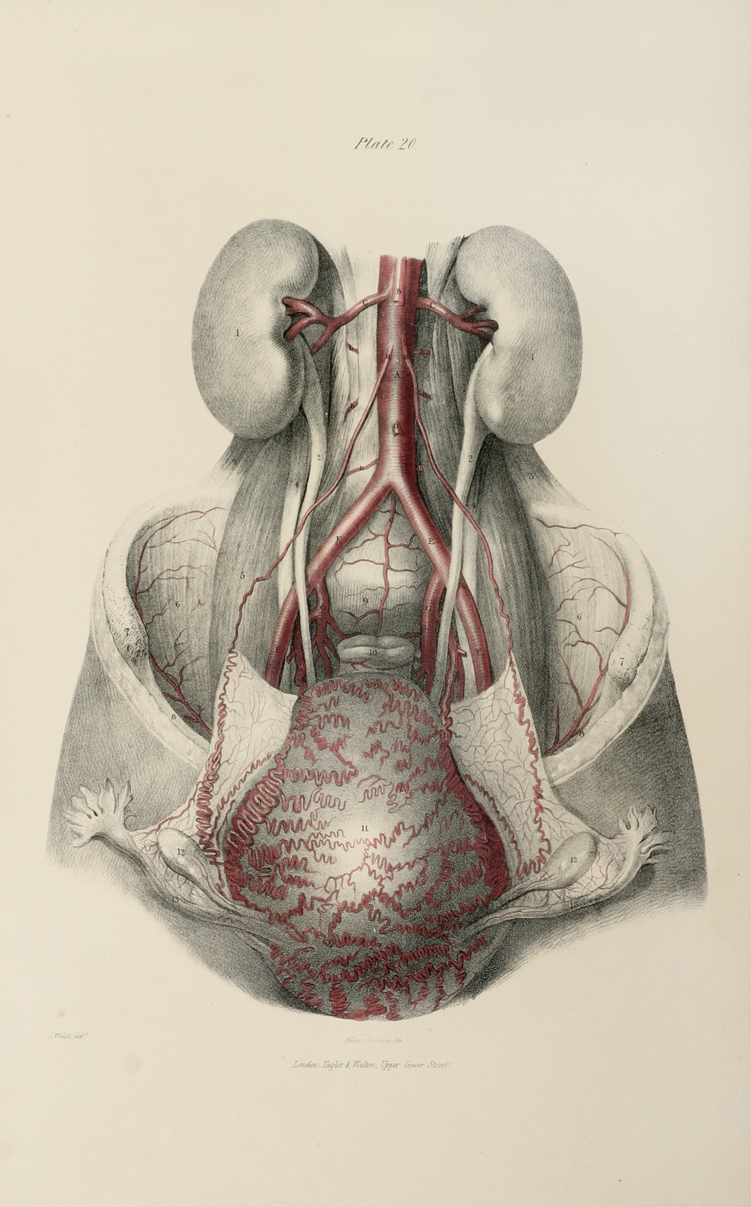 Arteries Supplying the Gravid Uterus - Antique Print Map Room