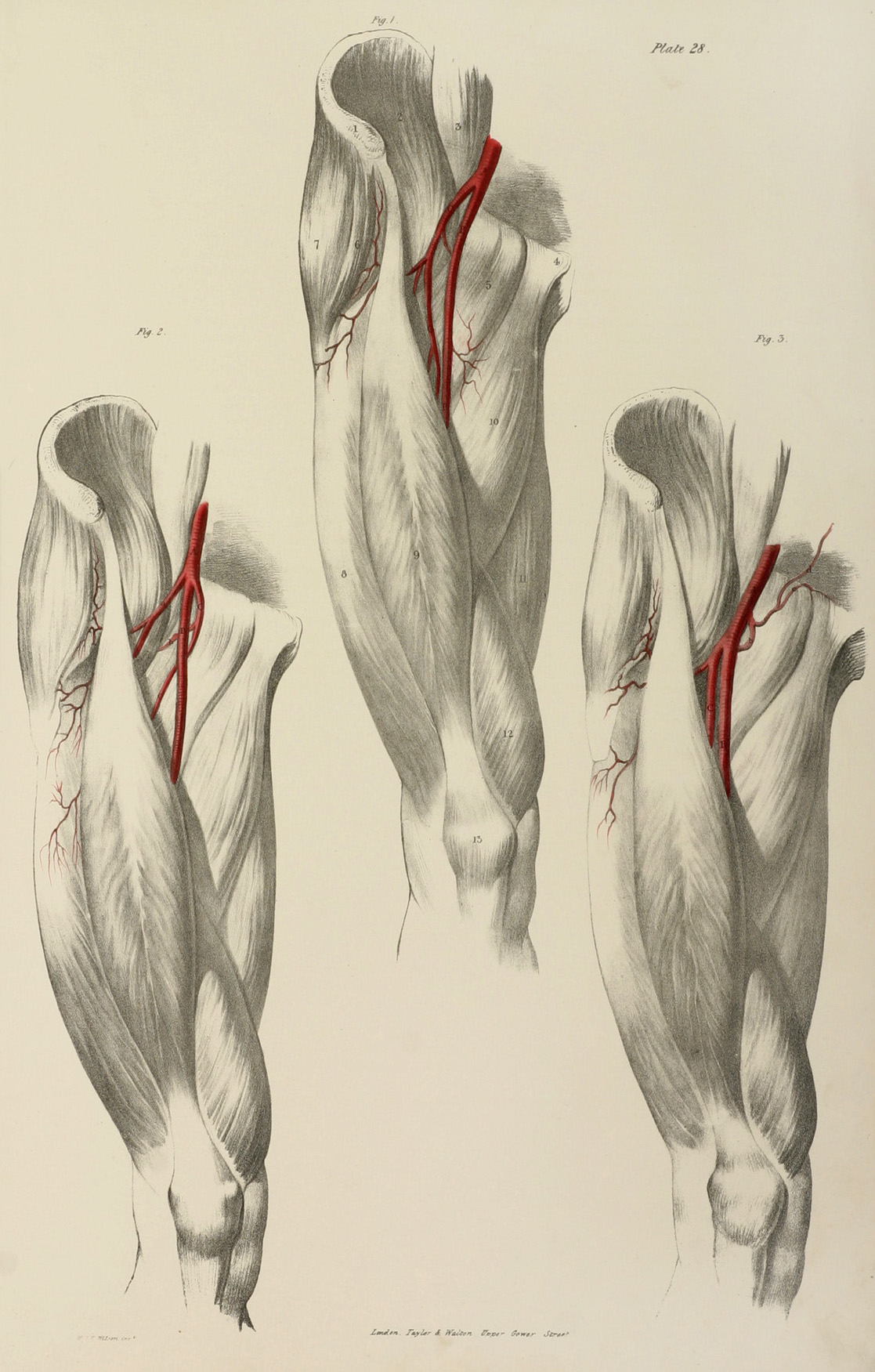 Branches of the External Iliac Arteries. - Antique Print Map Room