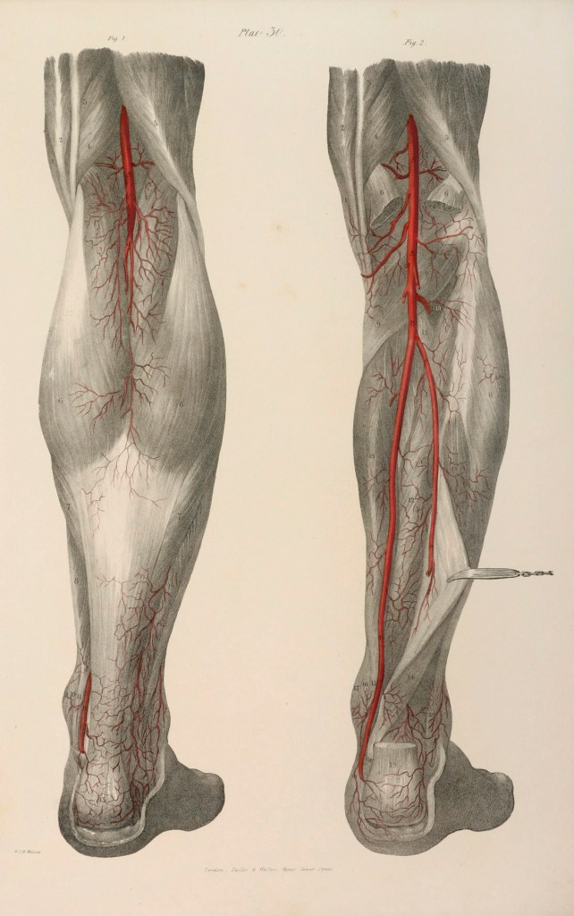 [VASCULAR] Superficial distribution of the Arteries of the Posterial ...