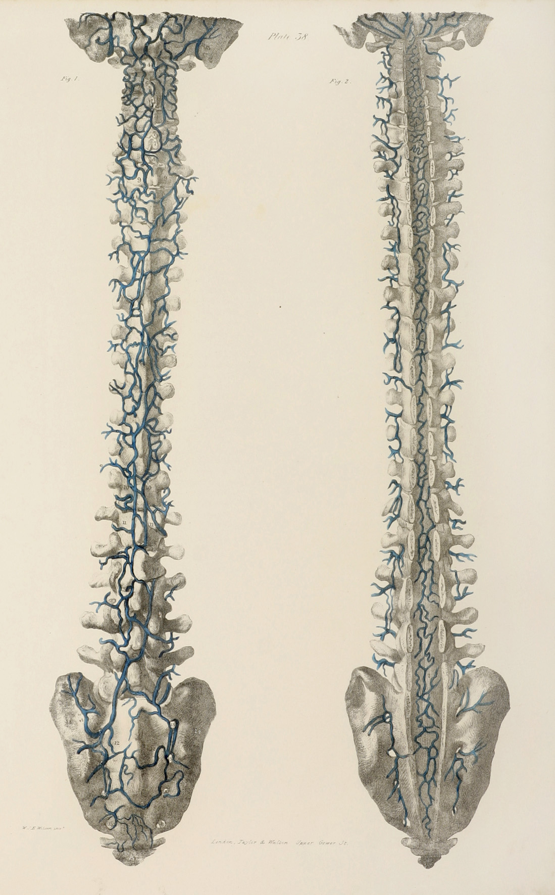 Spinal Veins - Antique Print Map Room