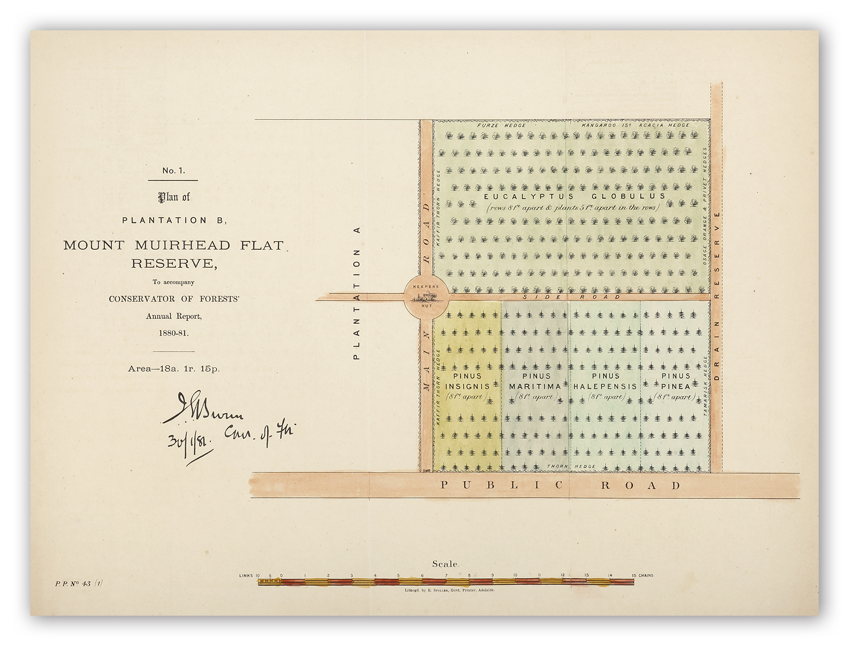 Plan of Plantaion B, Mount Muirhead Flat Reserve - Antique Print Map Room