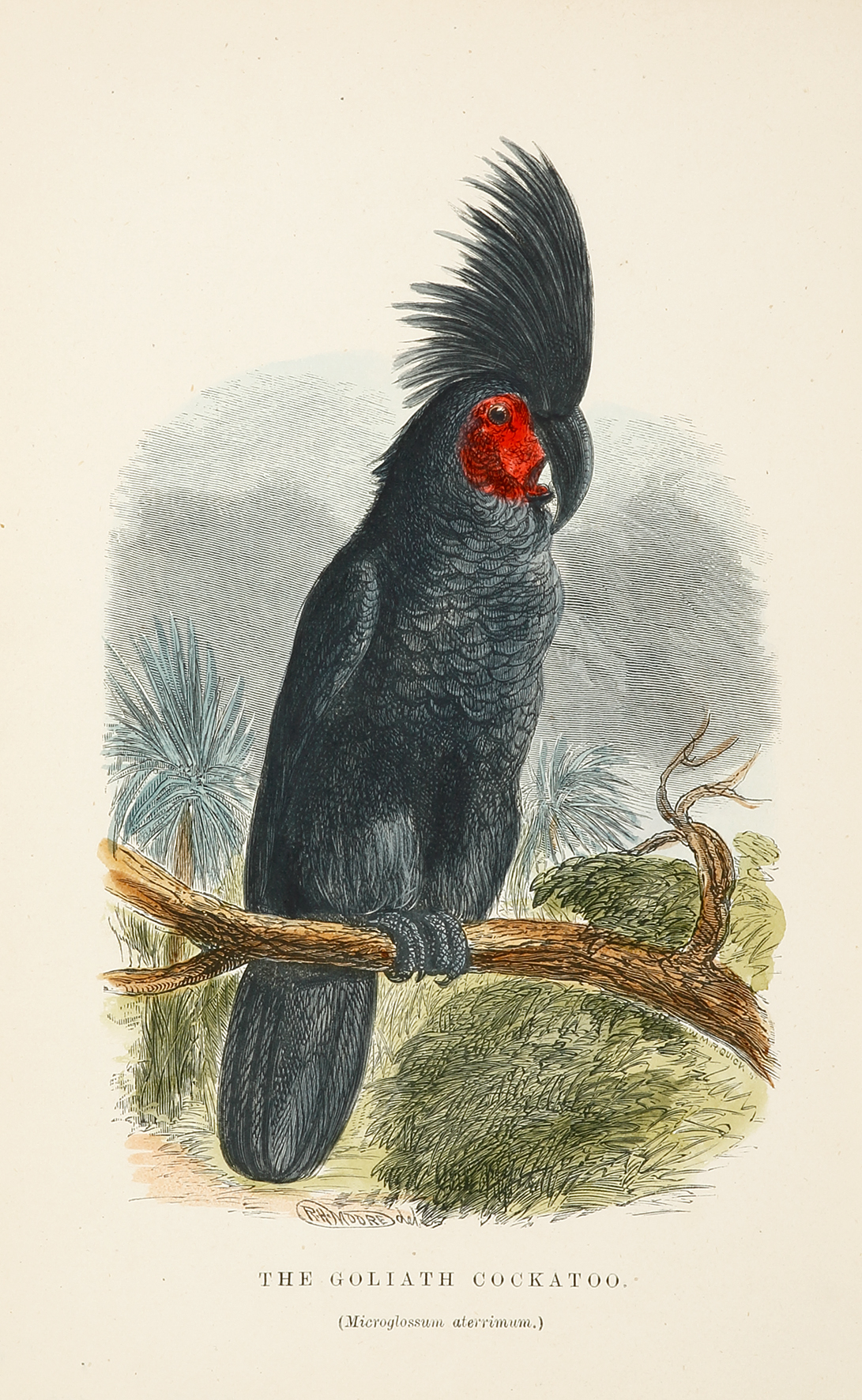 The Goliath Cockatoo. (Microglossum aterrimum.) - Antique Print Map Room