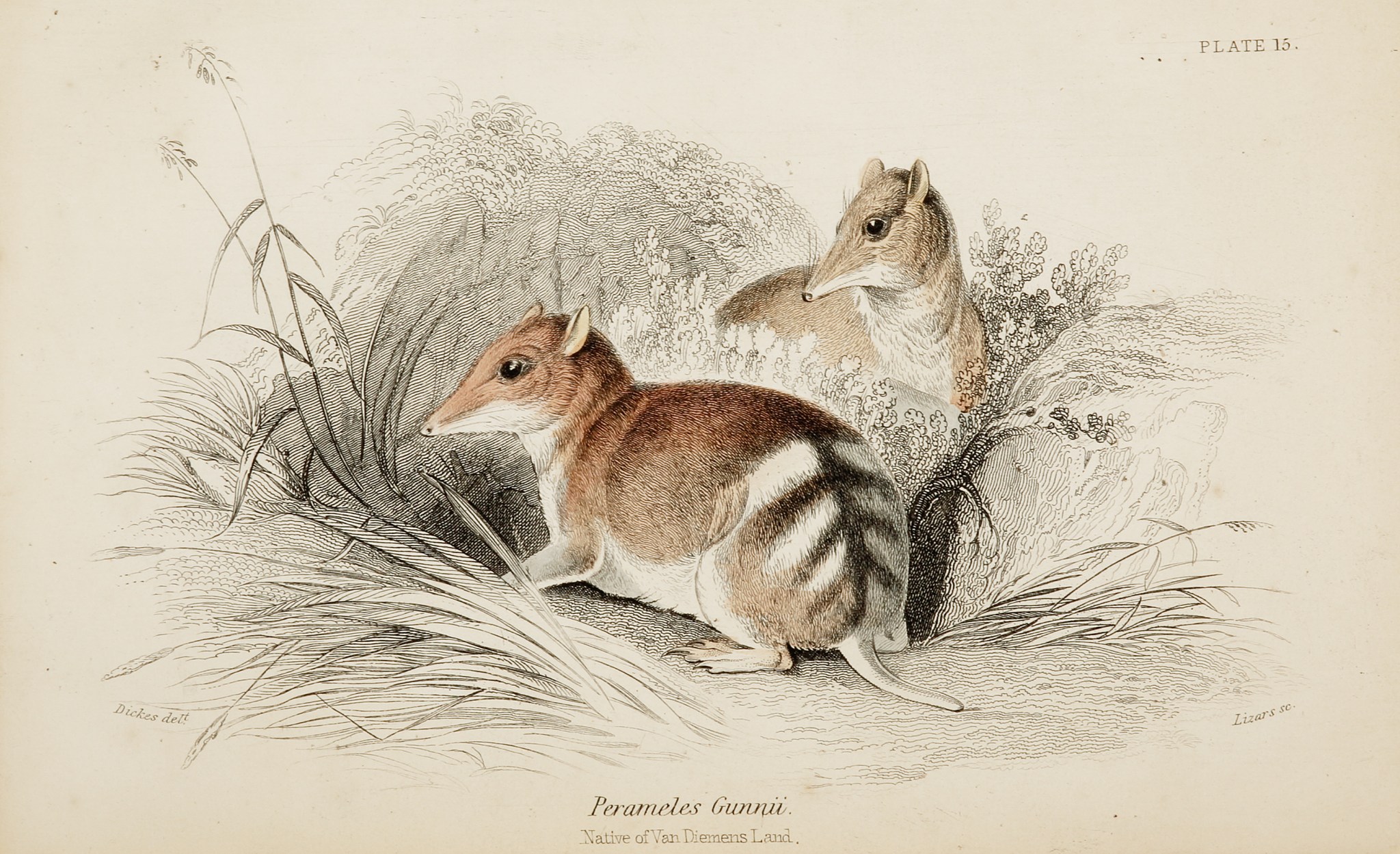 Perameles gunni. Native of Van Diemens Land. [Bandicoot] - Antique ...
