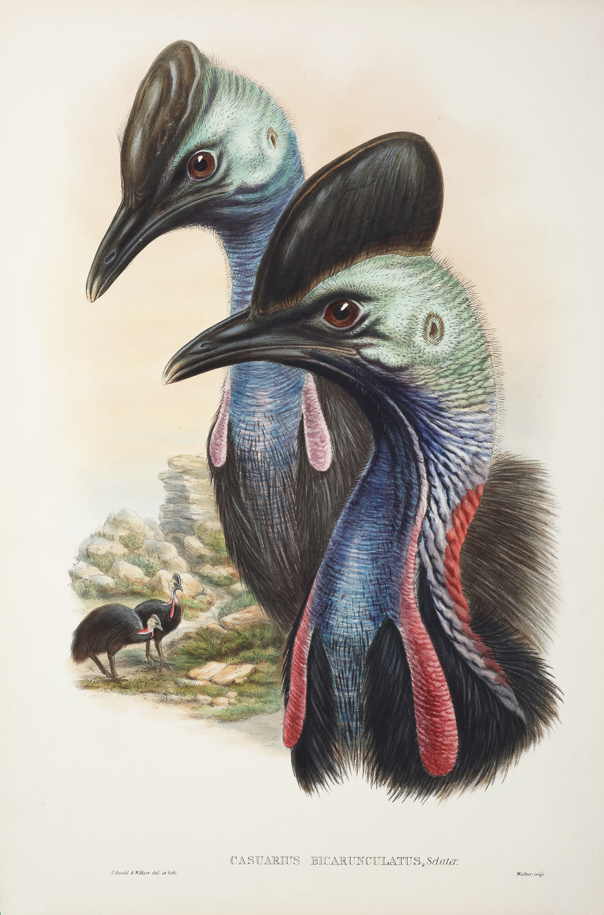 Casuarius Bicarunculatus | Antique Print Map Room
