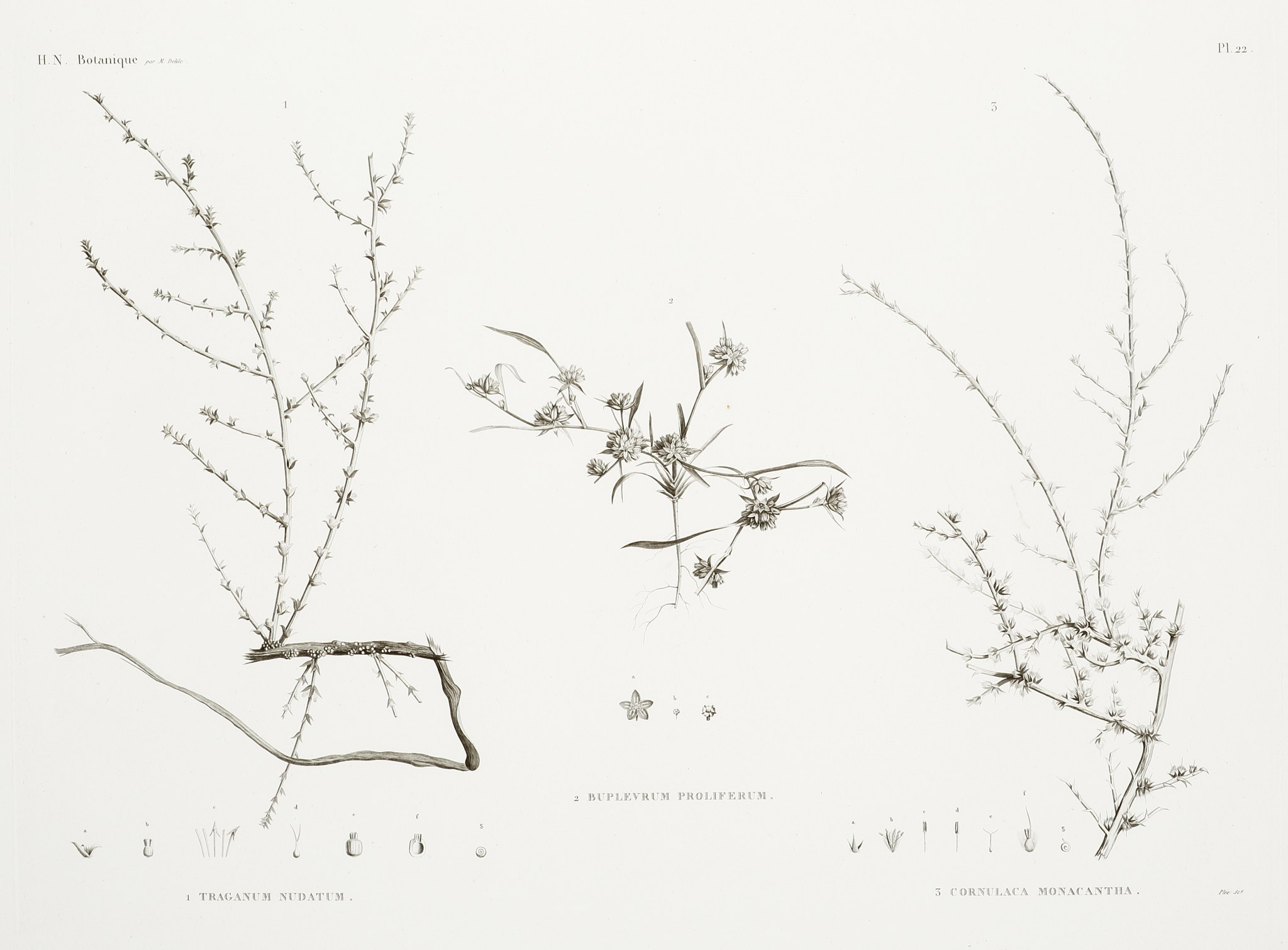 1 Traganum Nudatum. 2 Buplevrum Proliferum. 3 Cornulaca Monacantha ...