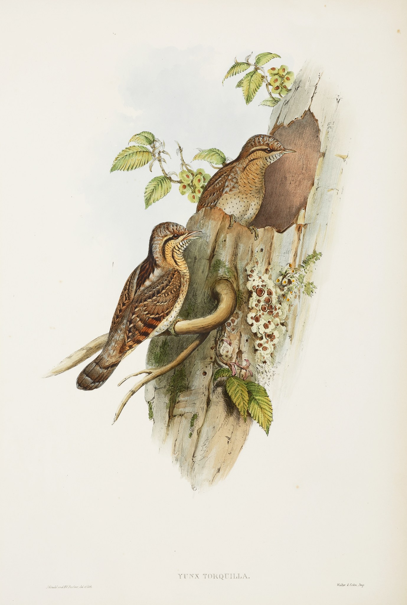 Yunx Torquilla. Wryneck. - Antique Print Map Room