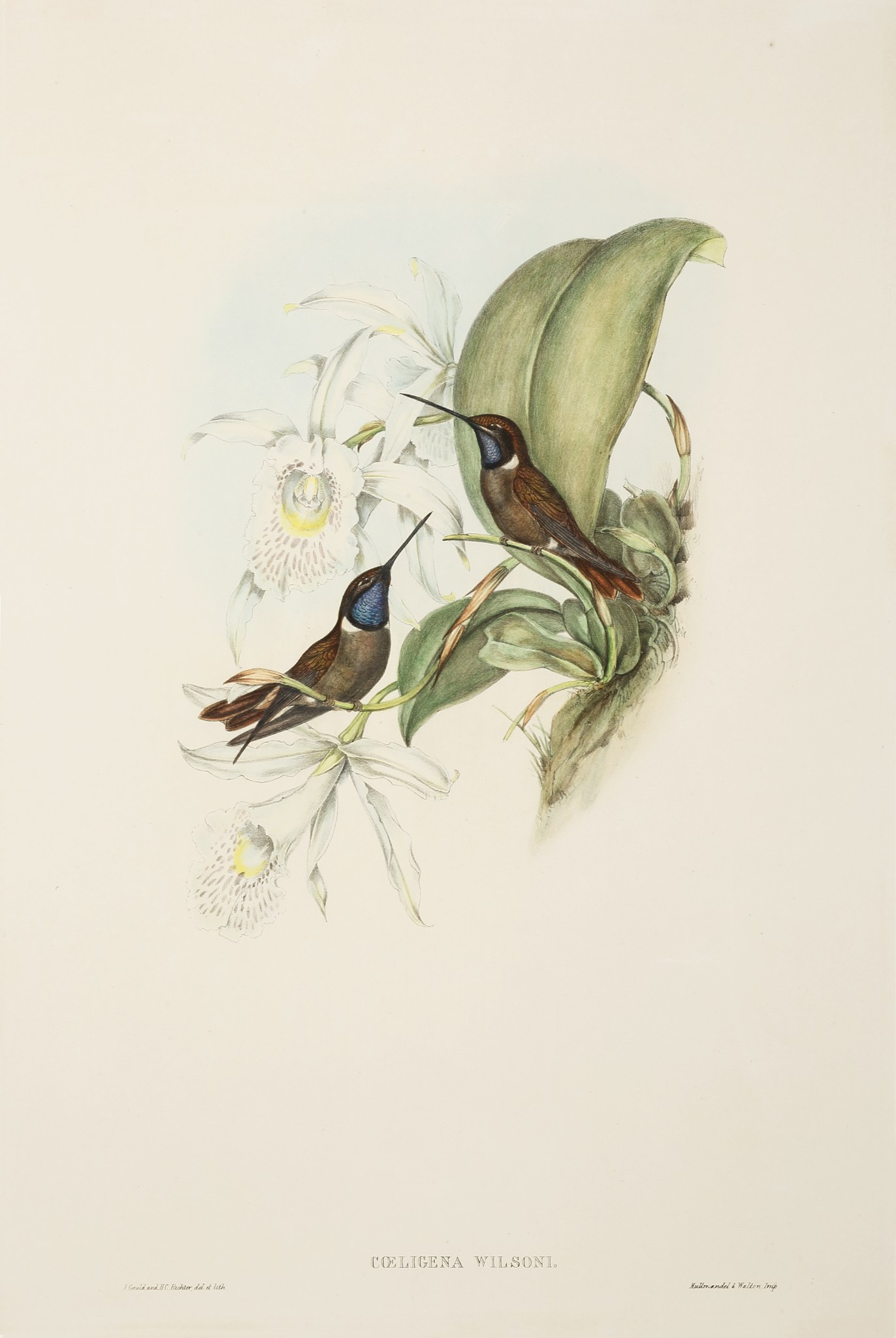 Coeligena Wilsoni. Brown Inca Hummingbird - Antique Print Map Room