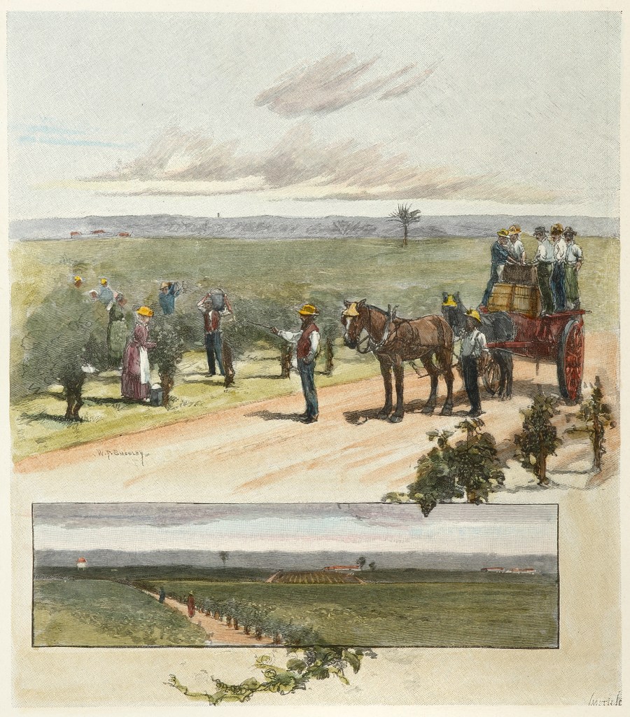 A Vineyard near Singleton. - Antique Print Map Room