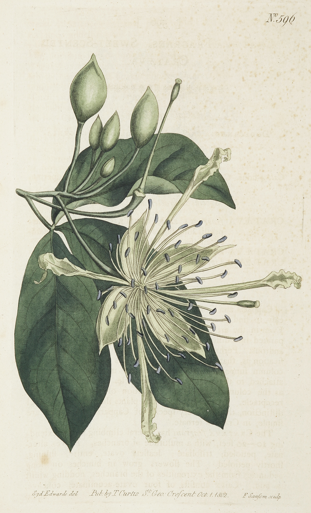 Crataeva Fragrans. Sweet-Scented Crataeva. | Antique Print Map Room