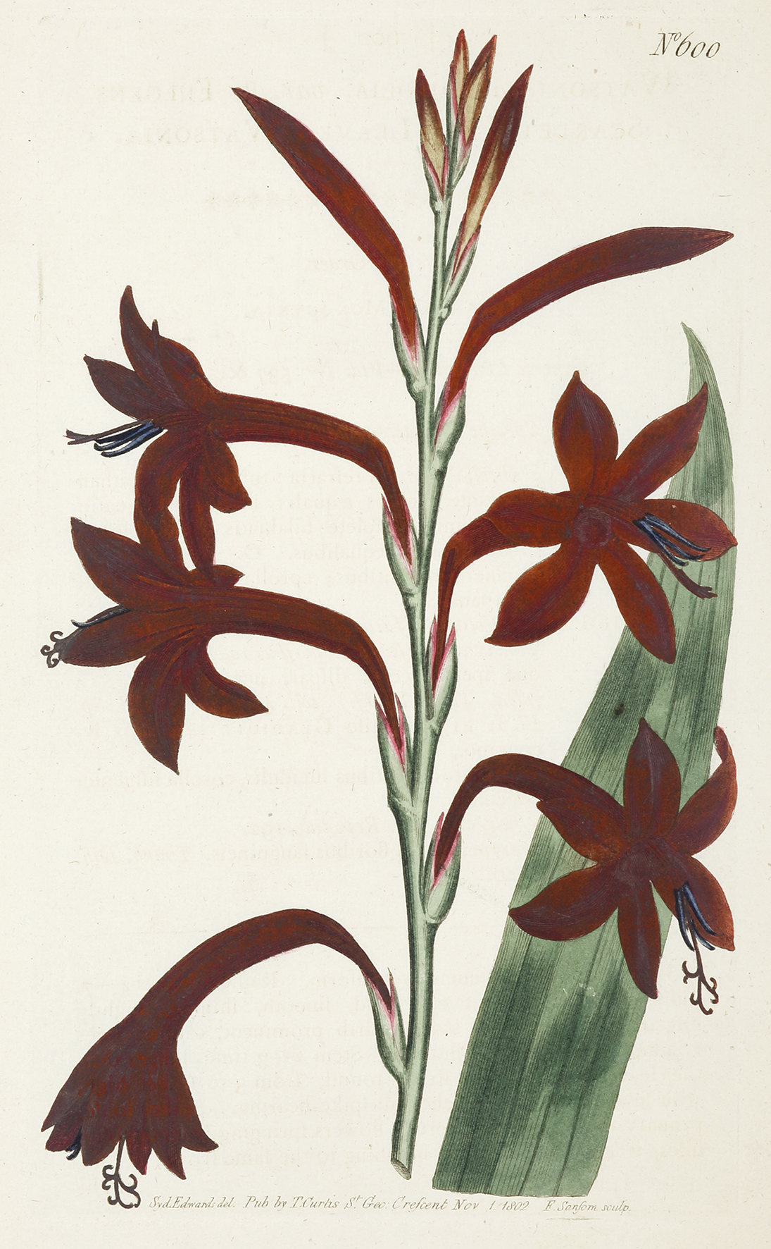 Watsonia Iridifolia Fulgens. Scarlet Flag-leaved Watsonia. - Antique ...