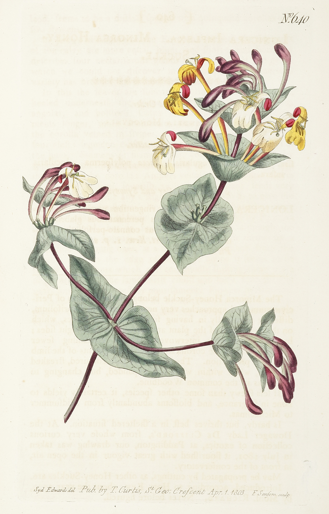 Lonicera Implexa. Minorca Honeysuckle. - Antique Print Map Room