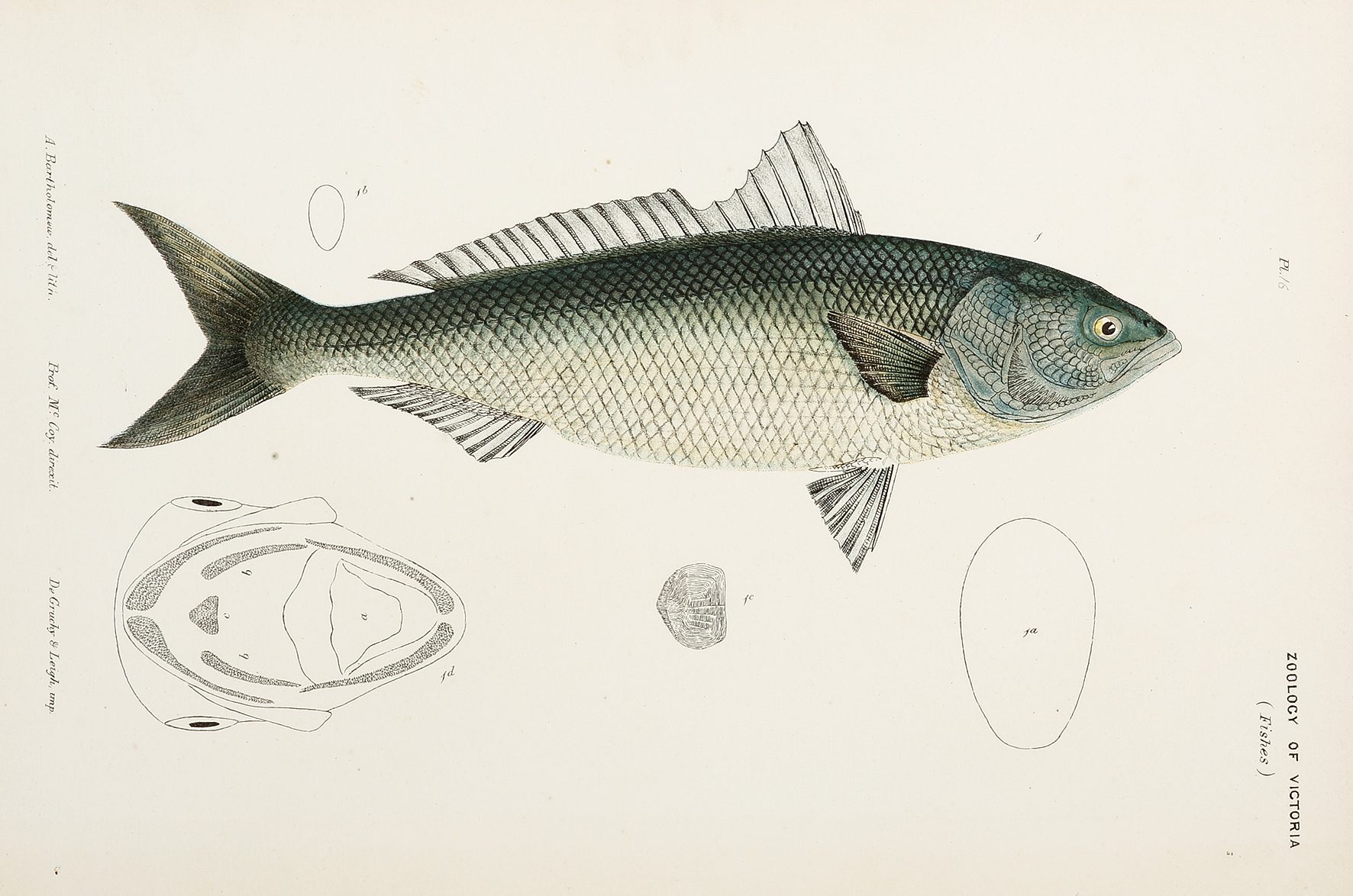 [Arripis Truttaceus The Salmon Arripis ] - Antique Print Map Room