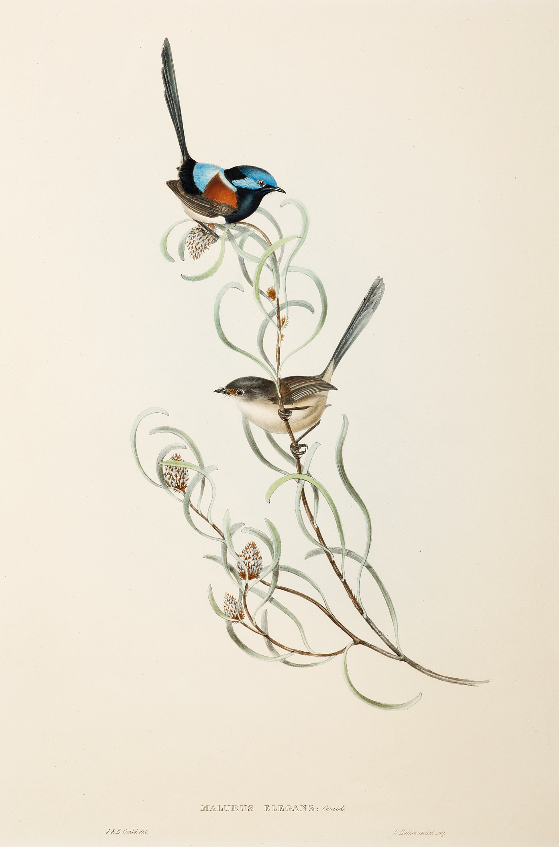 Malurus Elegans. - Antique Print Map Room