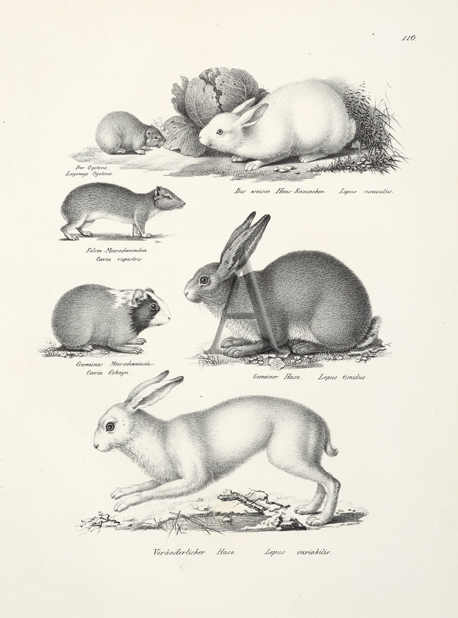 Lagomys Ogotoma. Lepus cuniculus. Cavia rupestris. Cavia Cobaya. Lepus ...