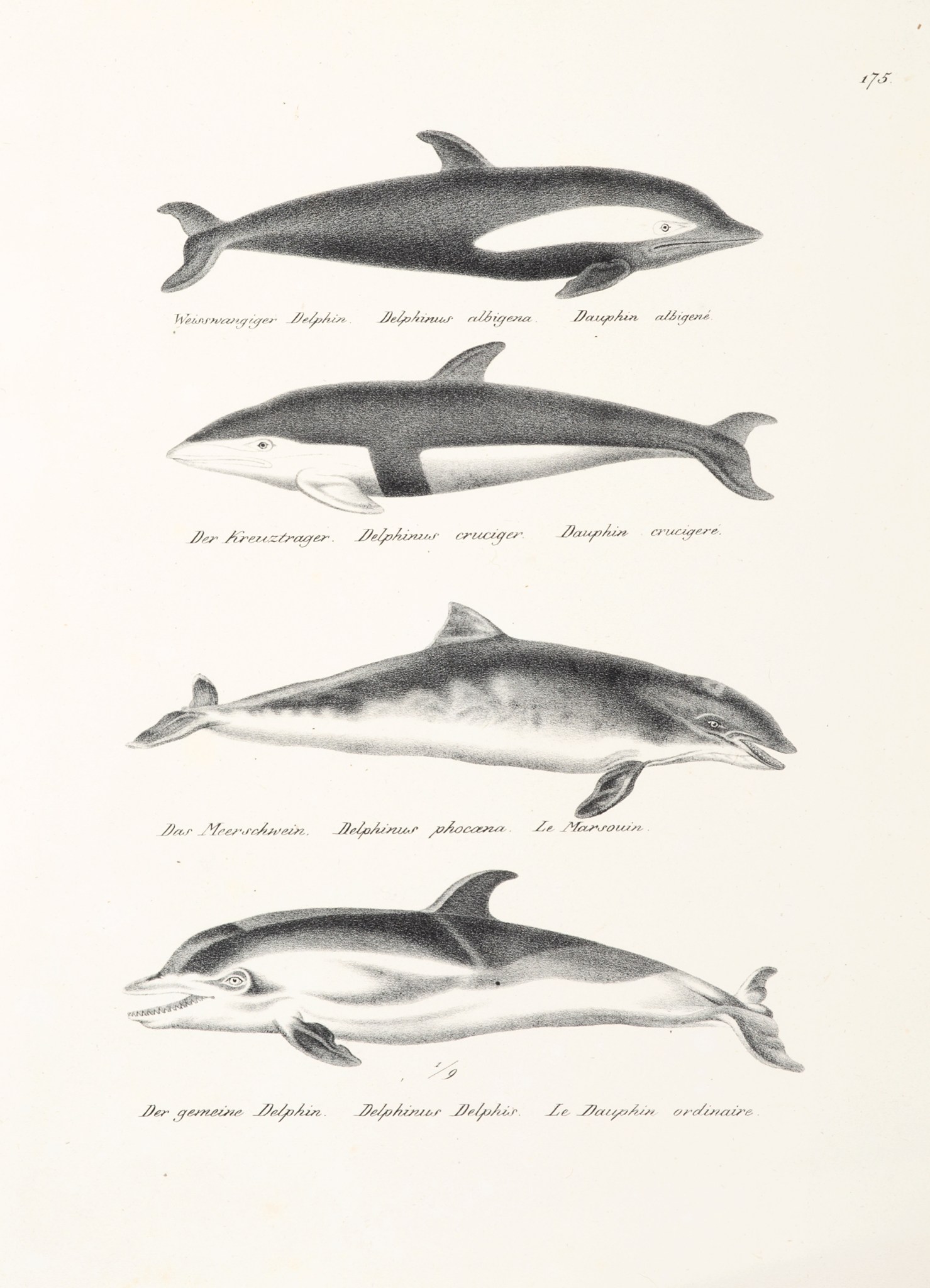 Delphinus albigena. Delphinus cruciger. Delphinus phocaena. Delphinus ...