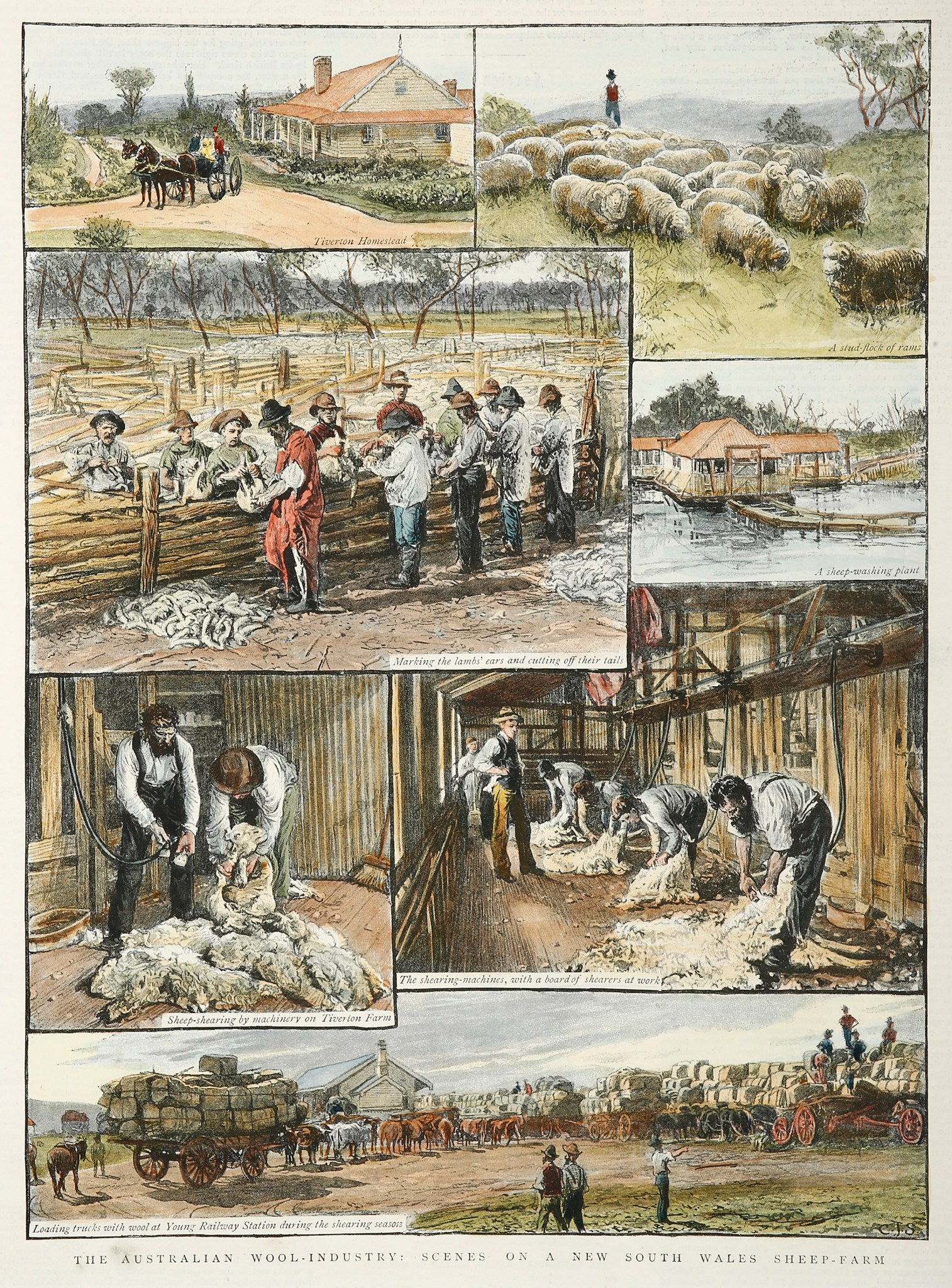 The Australian Wool-Industry: Scenes on a New South Wales Sheep-Farm ...