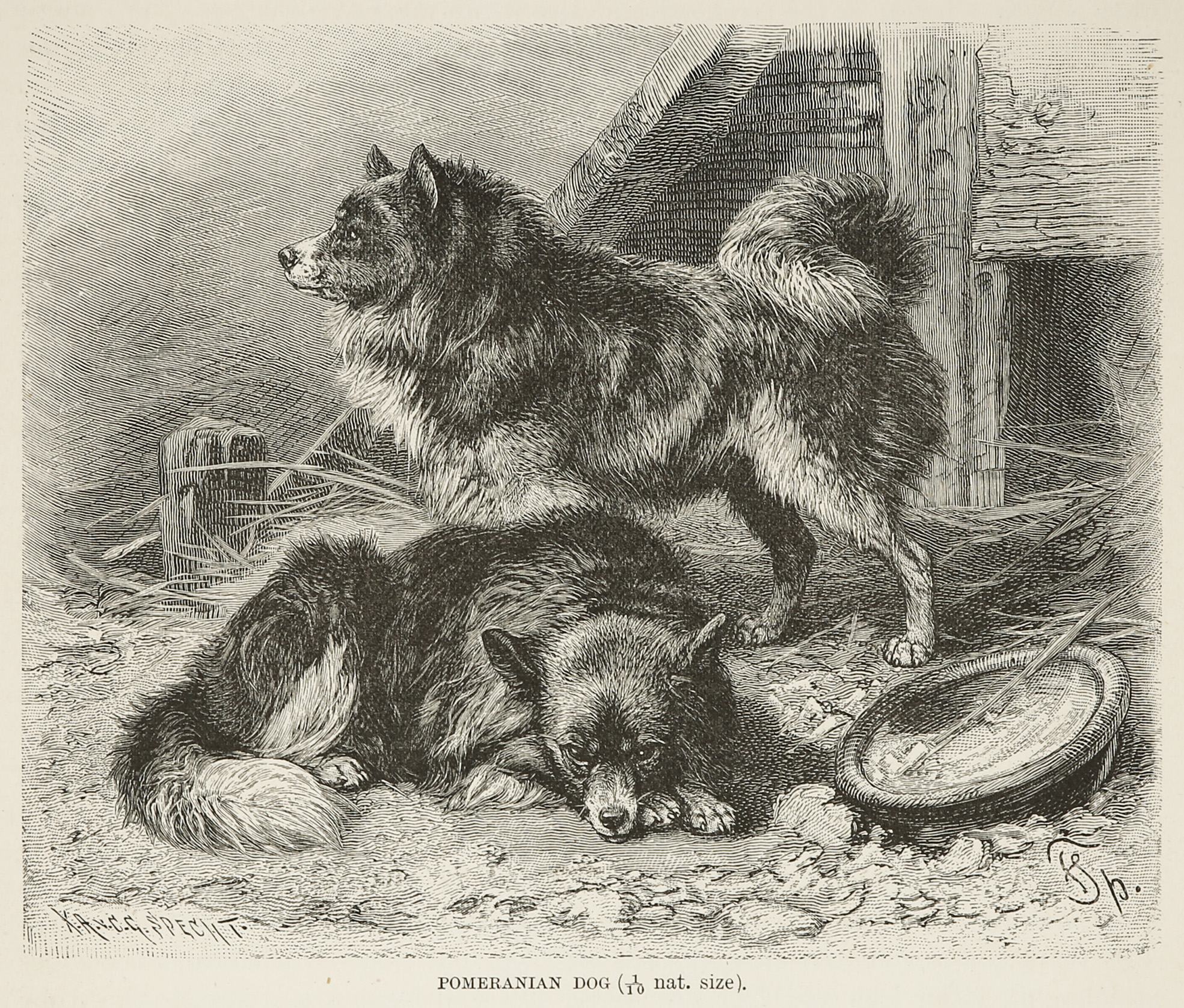 Pomeranian Dog - Antique Print Map Room
