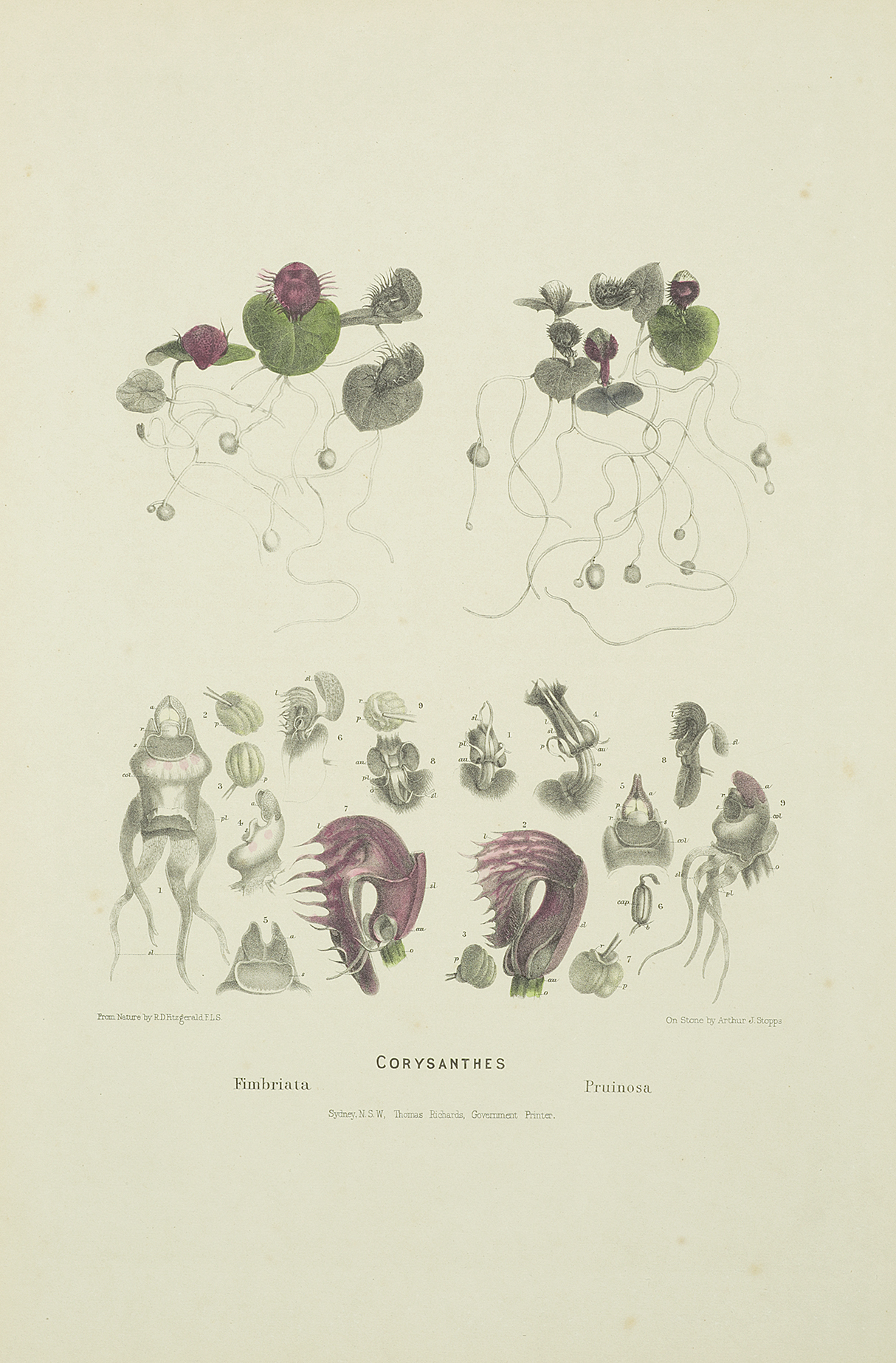 Corysanthes Fimbriata. [Fimbriate Corybas], Corysanthes Pruinosa ...