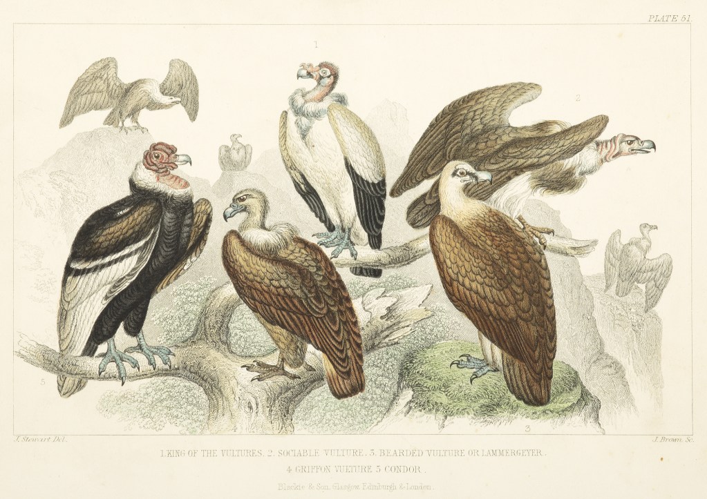 1.King of the Vultures. 2.Sociable Vulture. 3.Bearded Vulture or ...