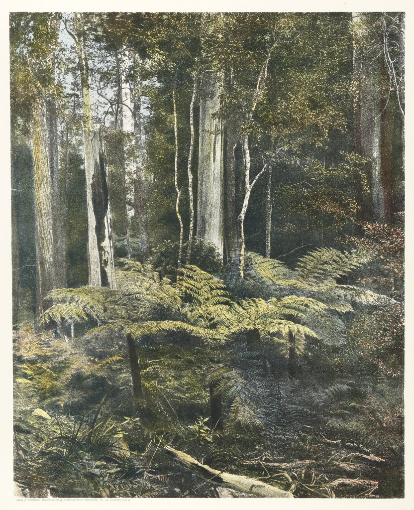 Bulli Forest New South Wales - Antique Print Map Room