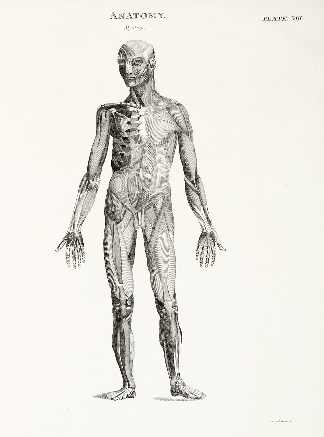 [Skeleton-anterior view] - Antique Print Map Room