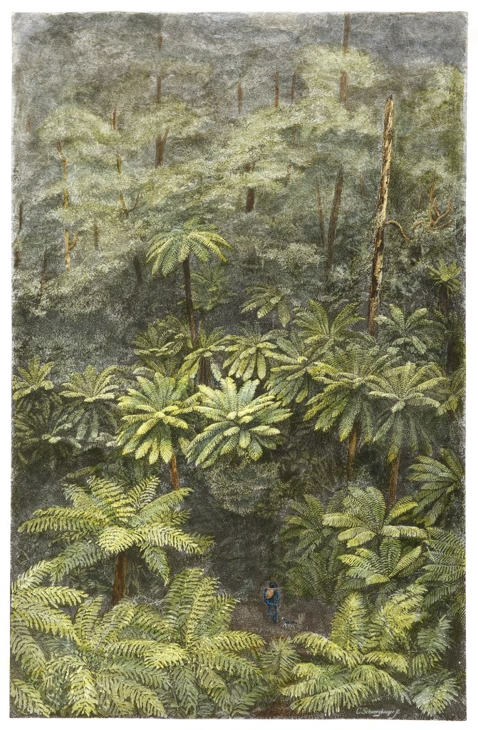 Fern-Tree Gully. - Antique Print Map Room