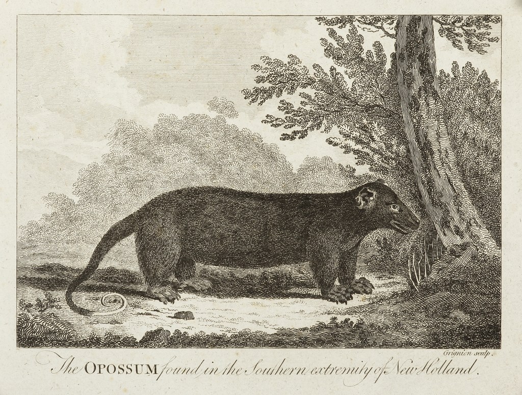The Opossum found in the Southern extremity of New Holland. | Antique ...