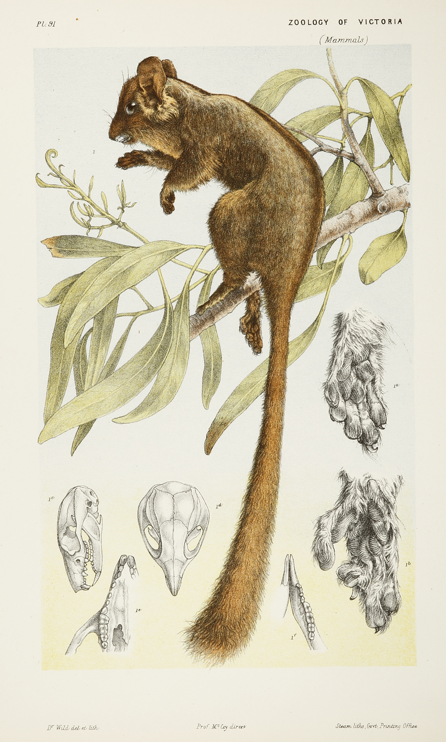 Gymnobelideus leadbeateri [Leadbeater's Possum] - Antique Print Map Room