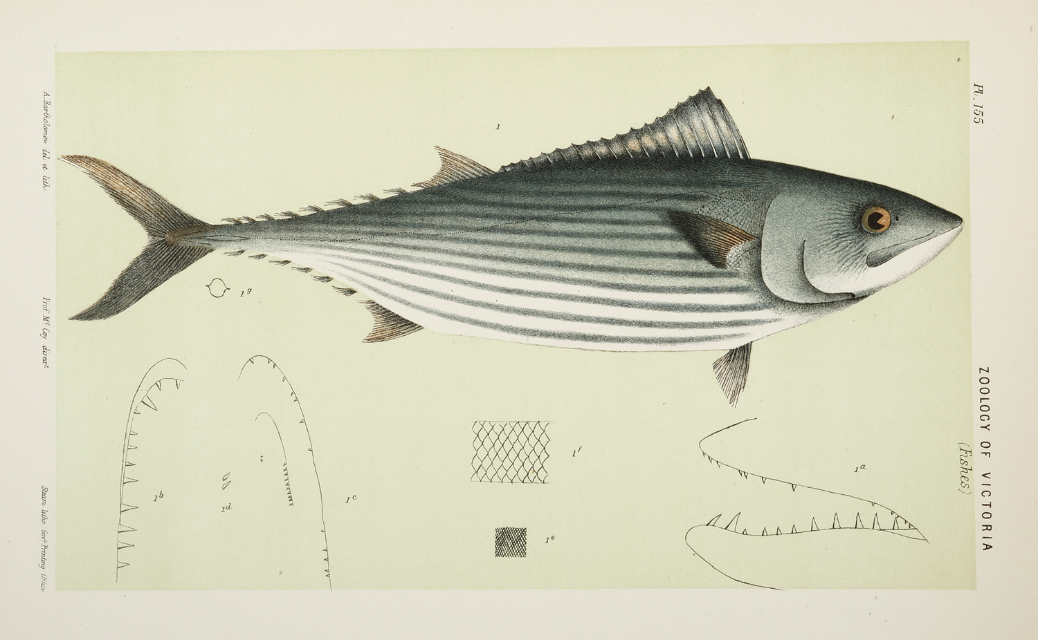 Pelamys Schlegeli. [Sarda Australis], The Melbourne Pelamyd ...