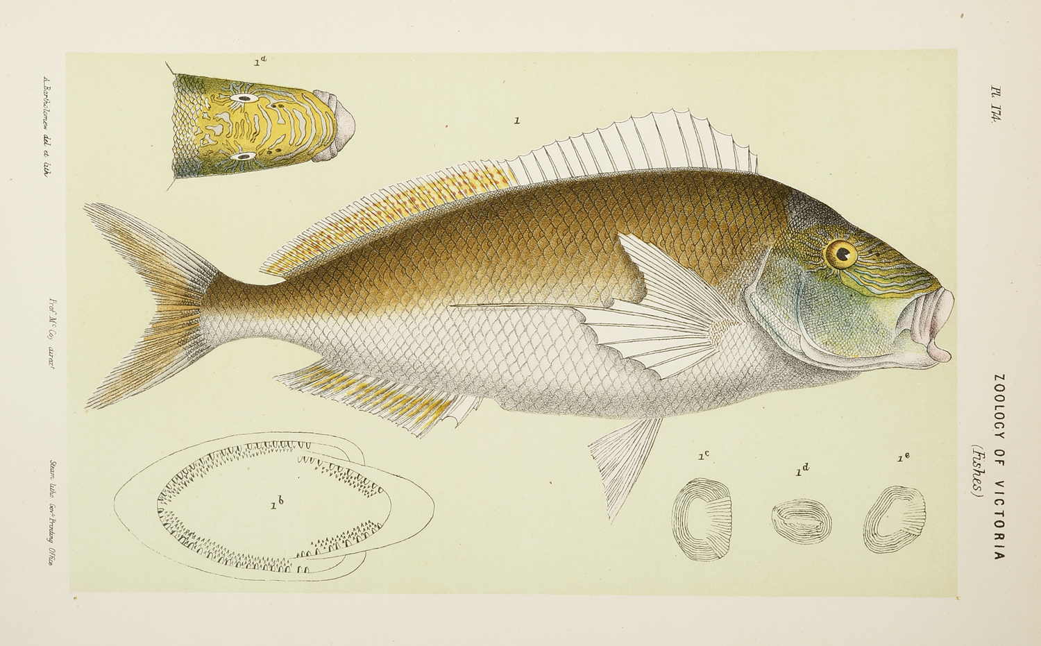 Chilodactylus Carponemus [Nemadactylus valenciennesi]. The Long ...