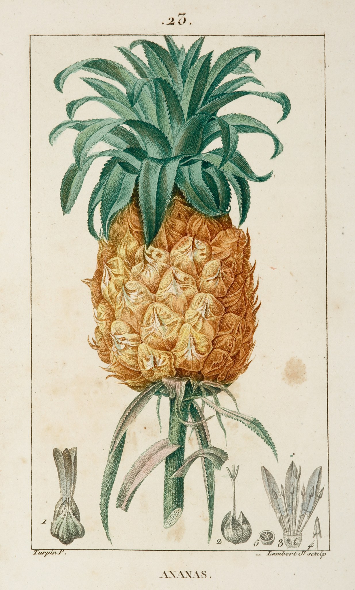 Ananas [Pineapple] - Antique Print Map Room
