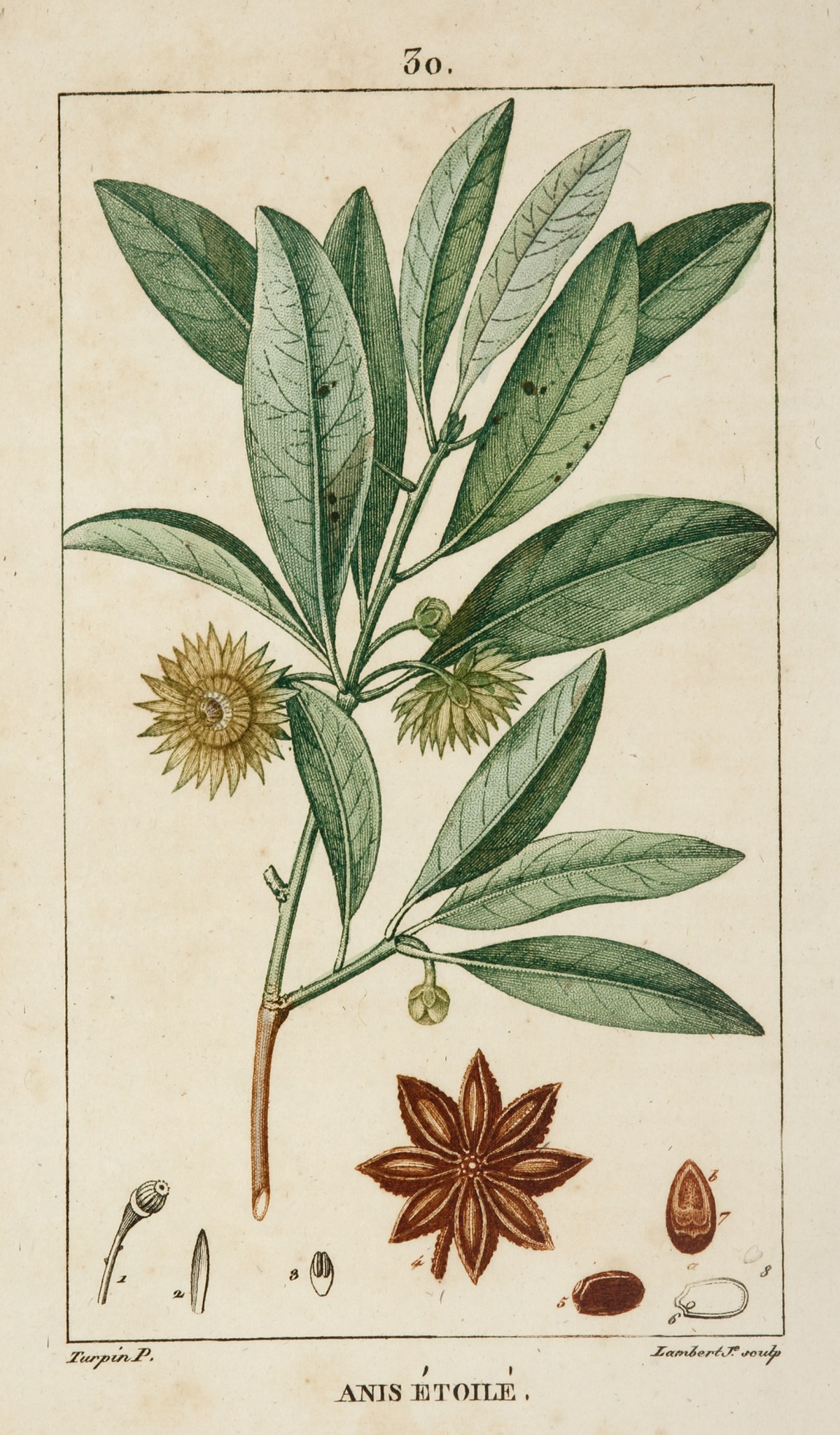 Anis Etoile [Indian Anise] - Antique Print Map Room