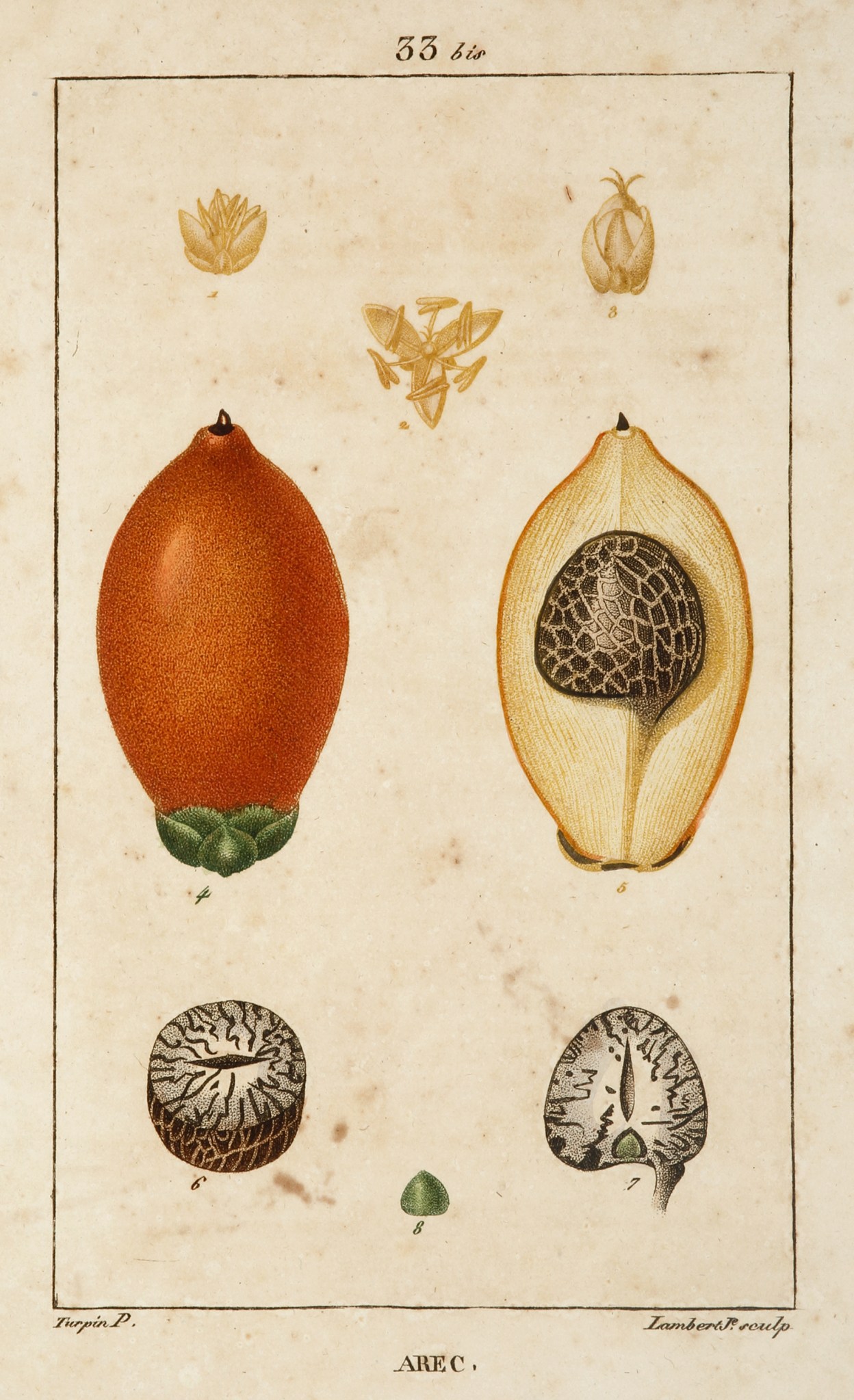 Arec - Antique Print Map Room