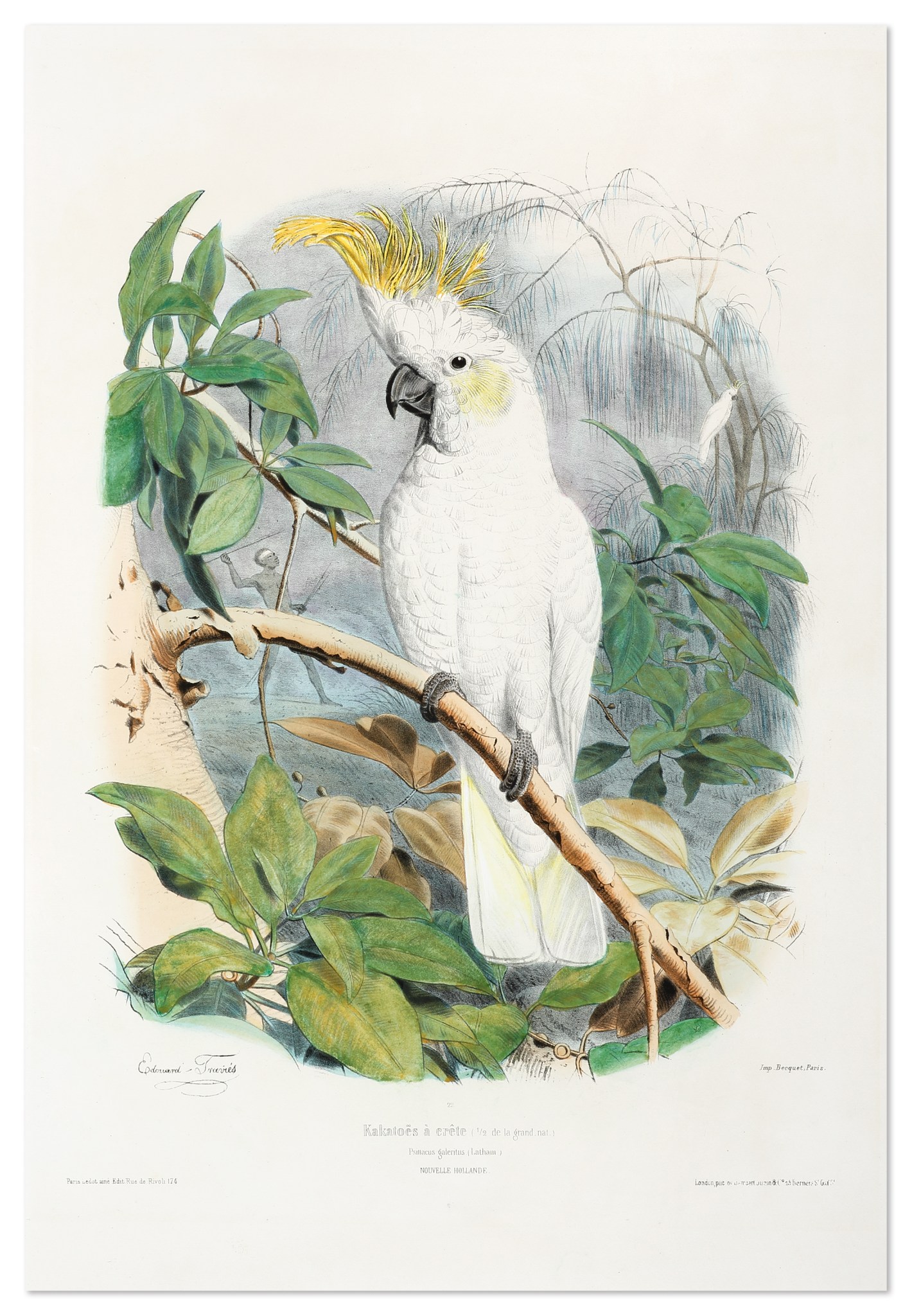 Kakatoes a crete (1/2 la gran. nat.) Psittacus galeritus (Latham ...