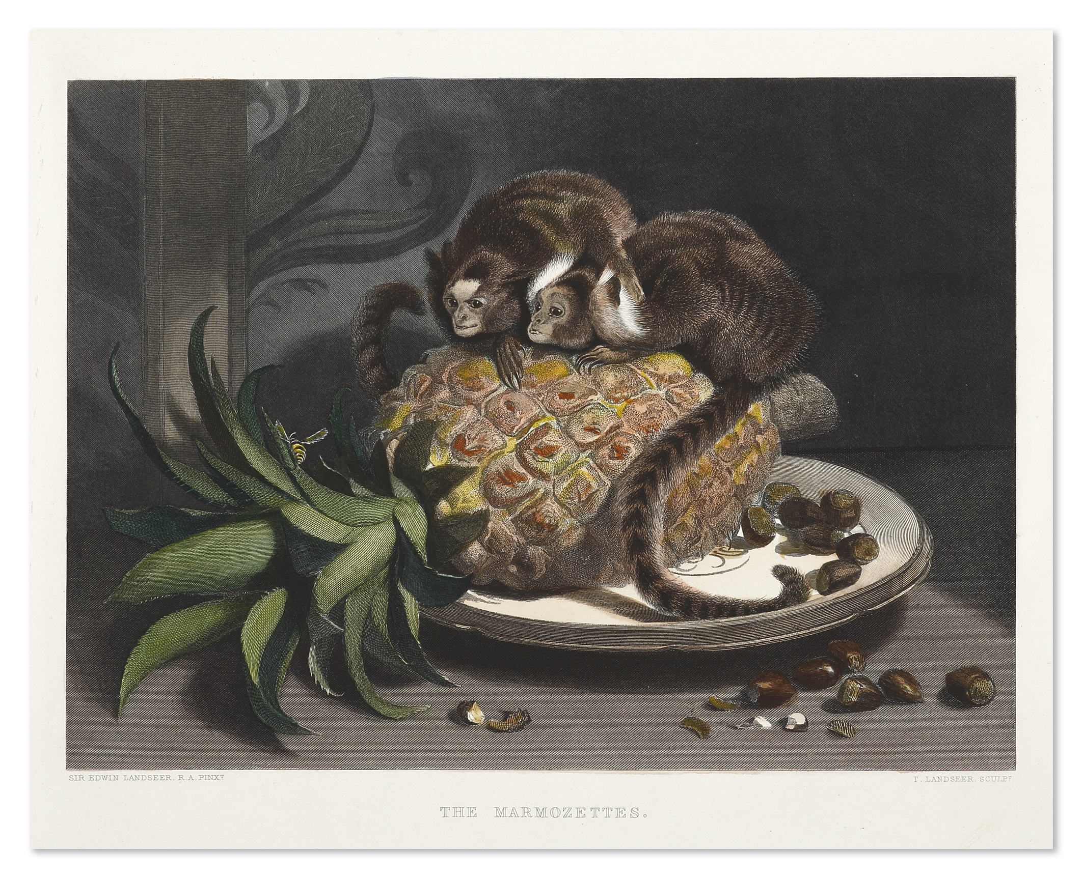 The Marmozettes. | Antique Print Map Room