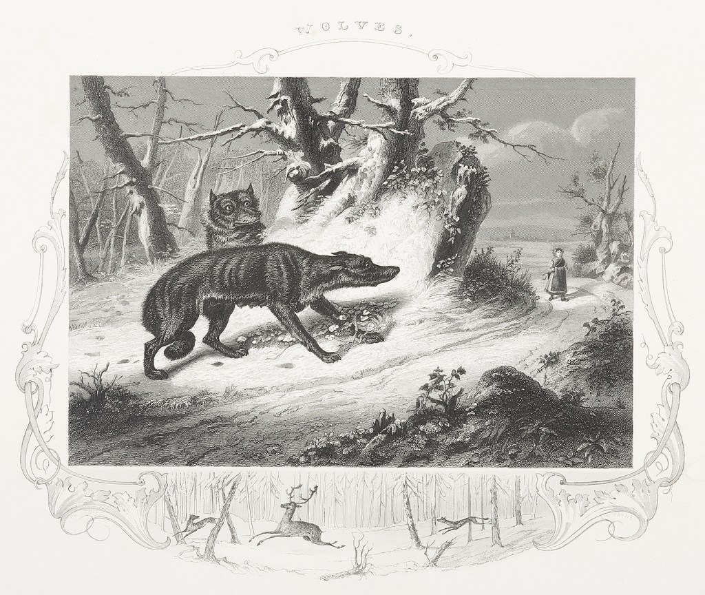 Wolves. | Antique Print Map Room