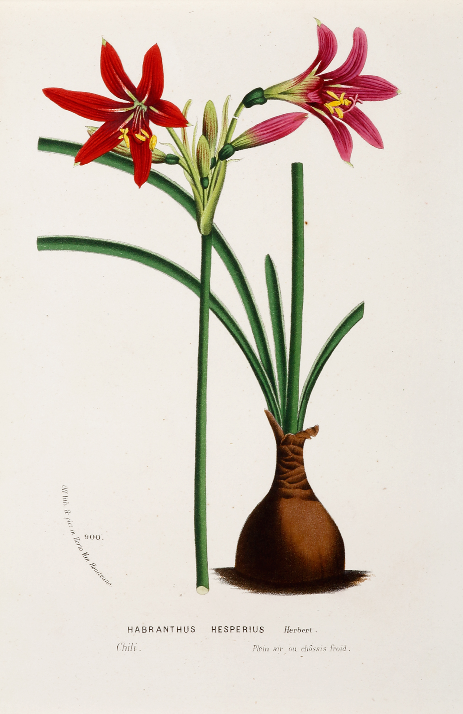 Habranthus Hesperius - Antique Print Map Room