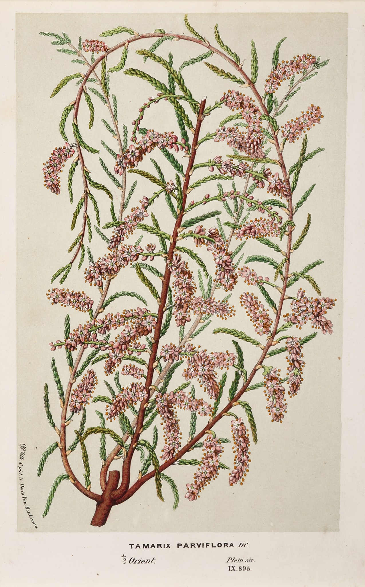 Tamarix Parviflora | Antique Print Map Room