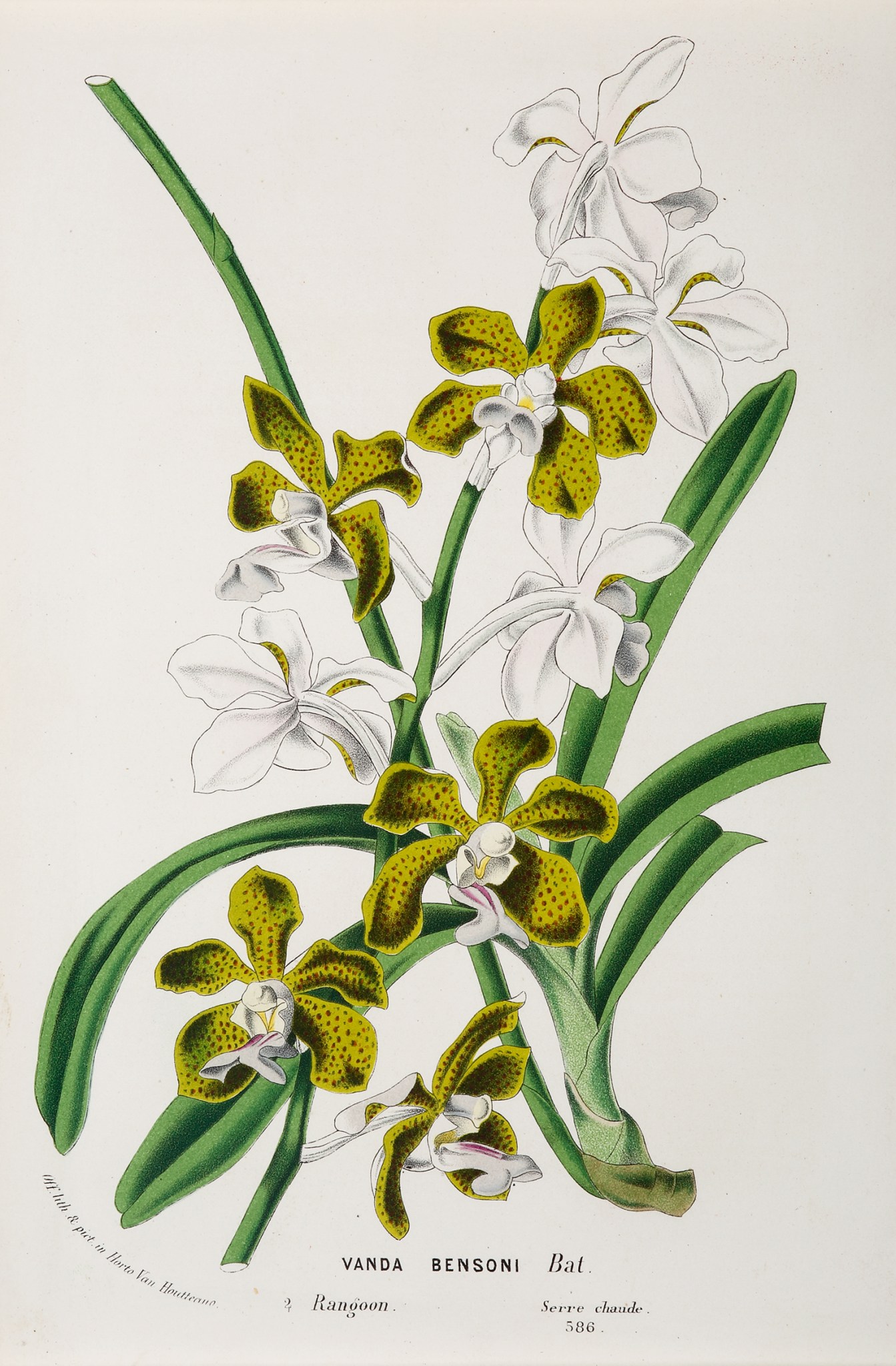 Vanda Bensoni - Antique Print Map Room