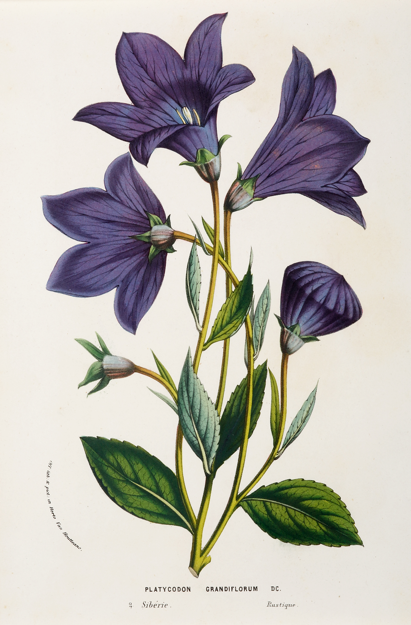 Platycodon Grandiflorum. [Chinese Bell Flower] - Antique Print Map Room