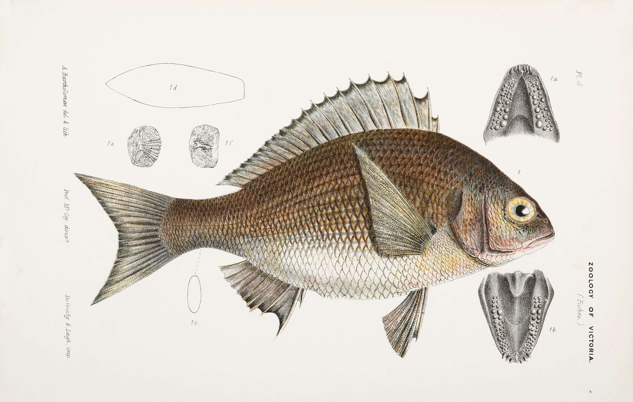 Australian Bream [yellowfin bream], Chrysophrys australis ...