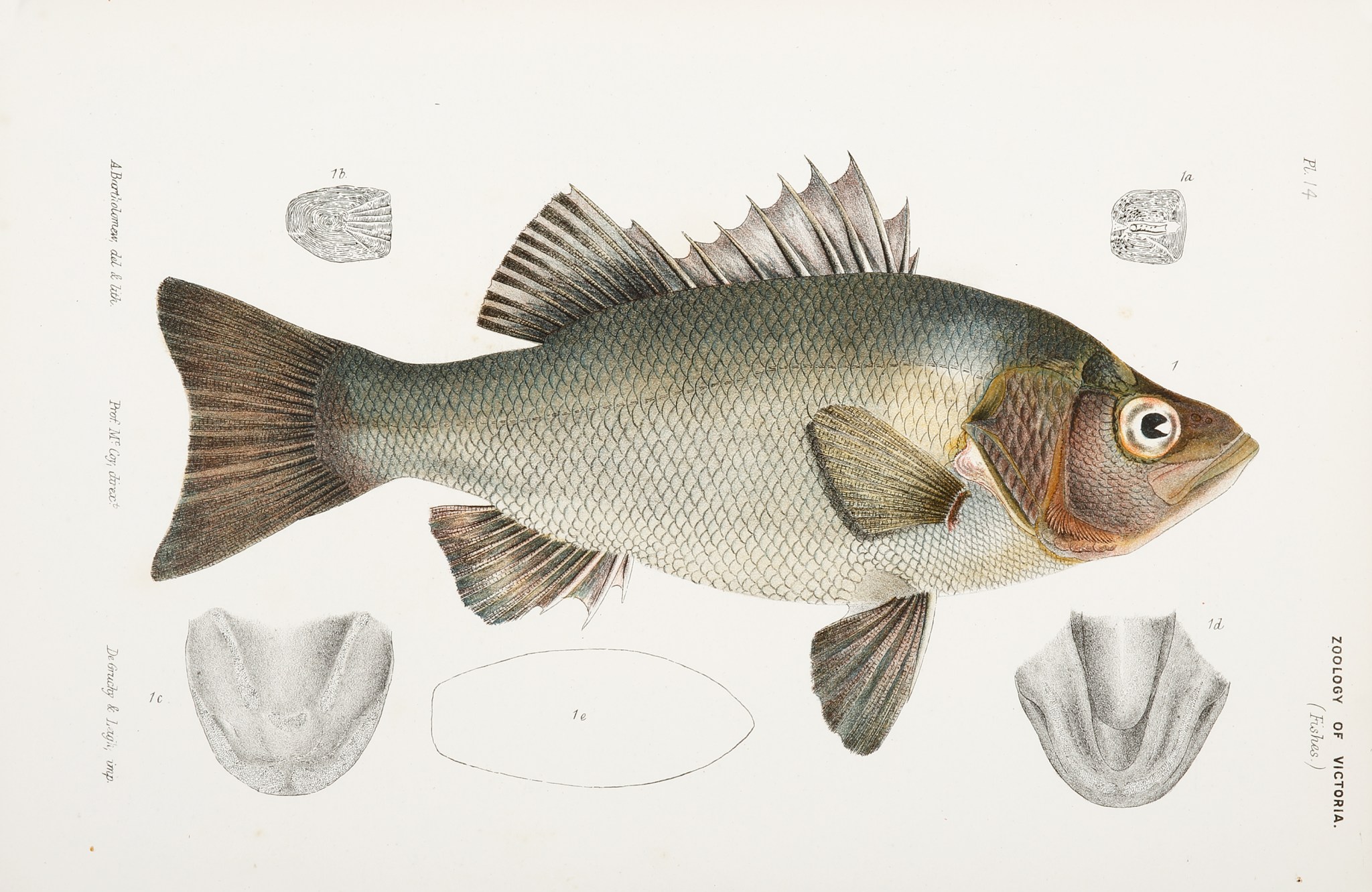 Gippsland Perch [Estuary Perch], Lates Colonorum [Macquaria Colonorum ...