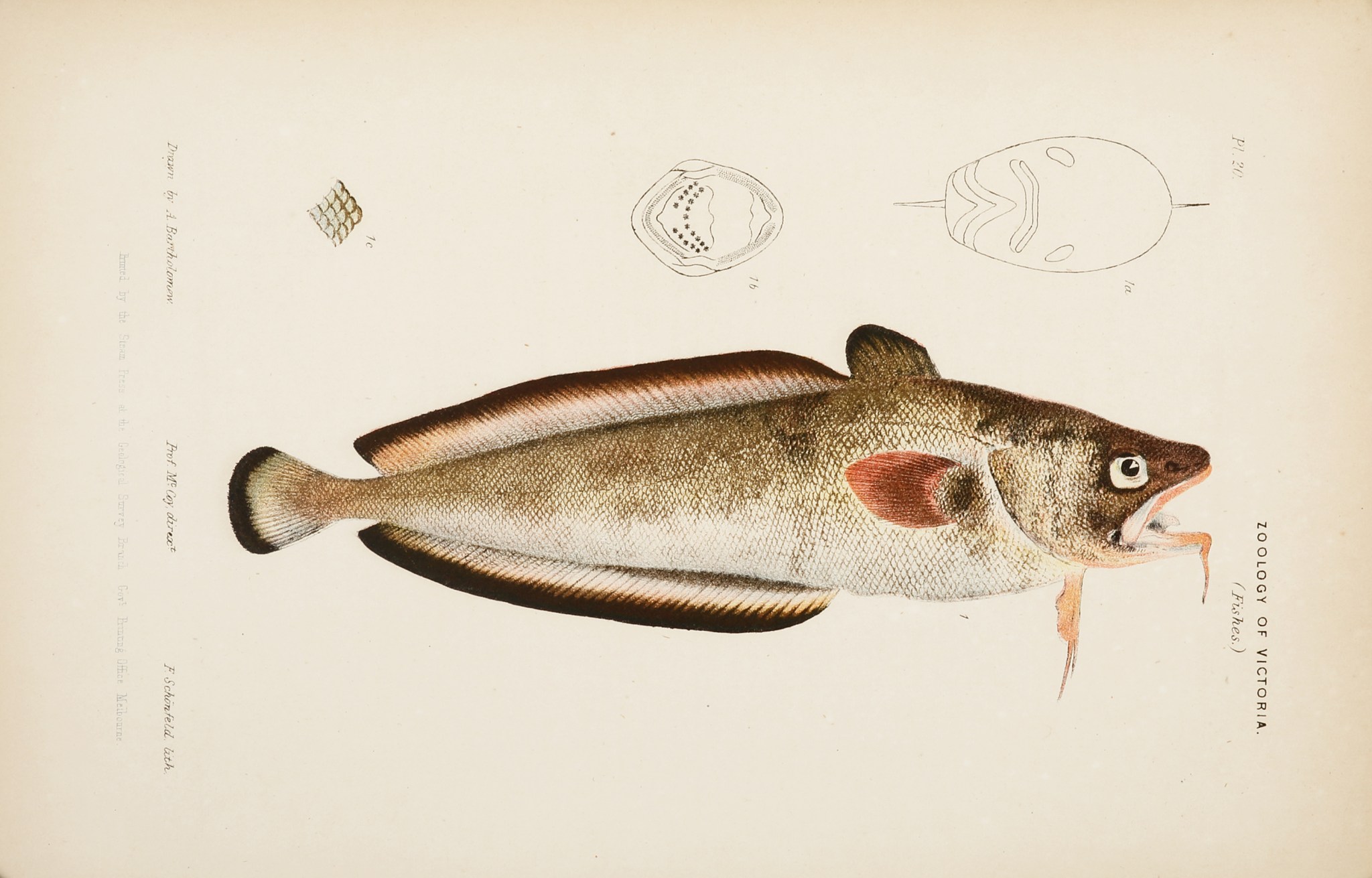 The Australian Rock Cod [Bearded Rock Cod], Pseudophysis Barbatus ...