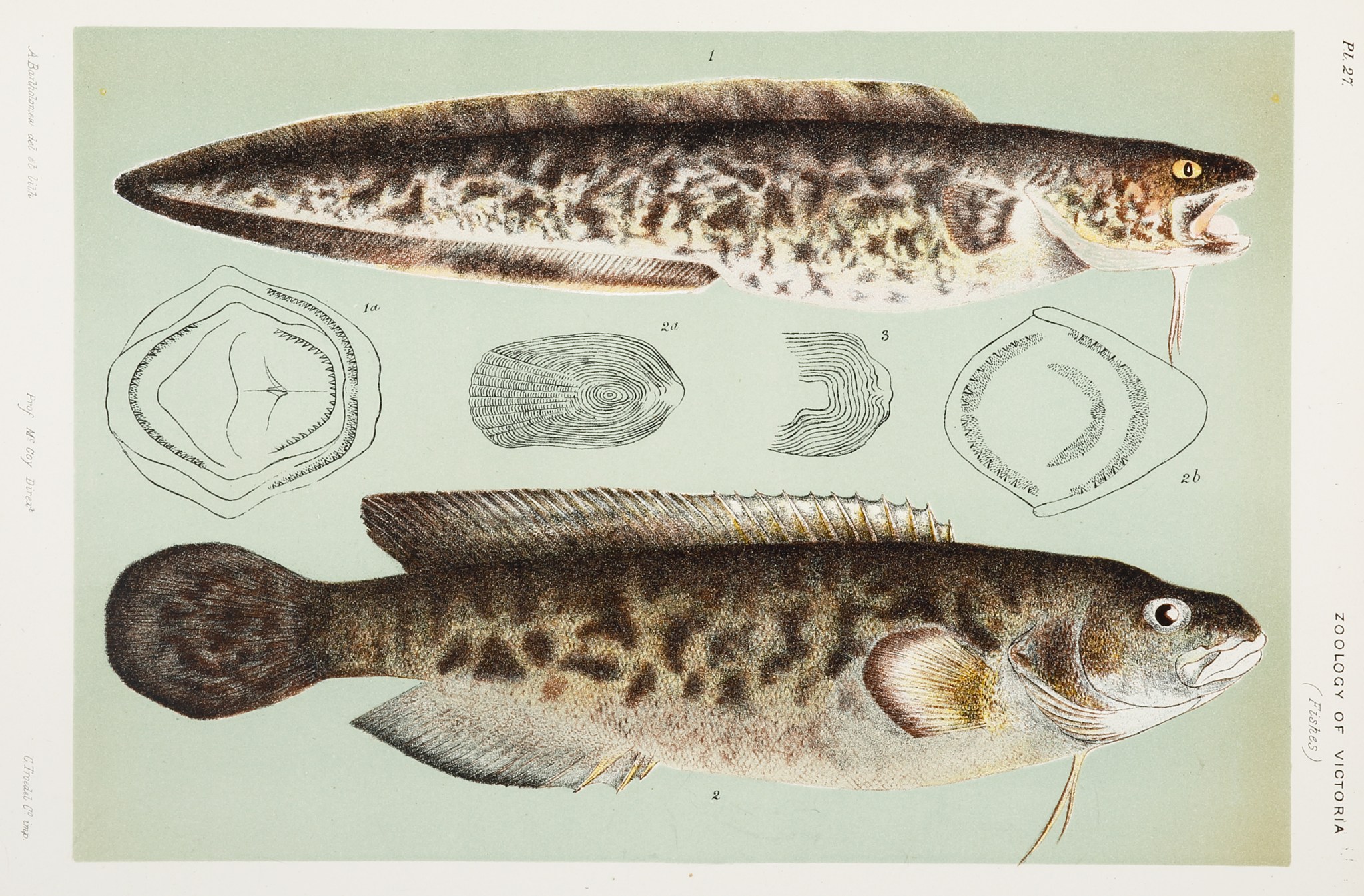 Figure 1. Australian Rockling [Ling], Genypterus Australis [Genypterus ...