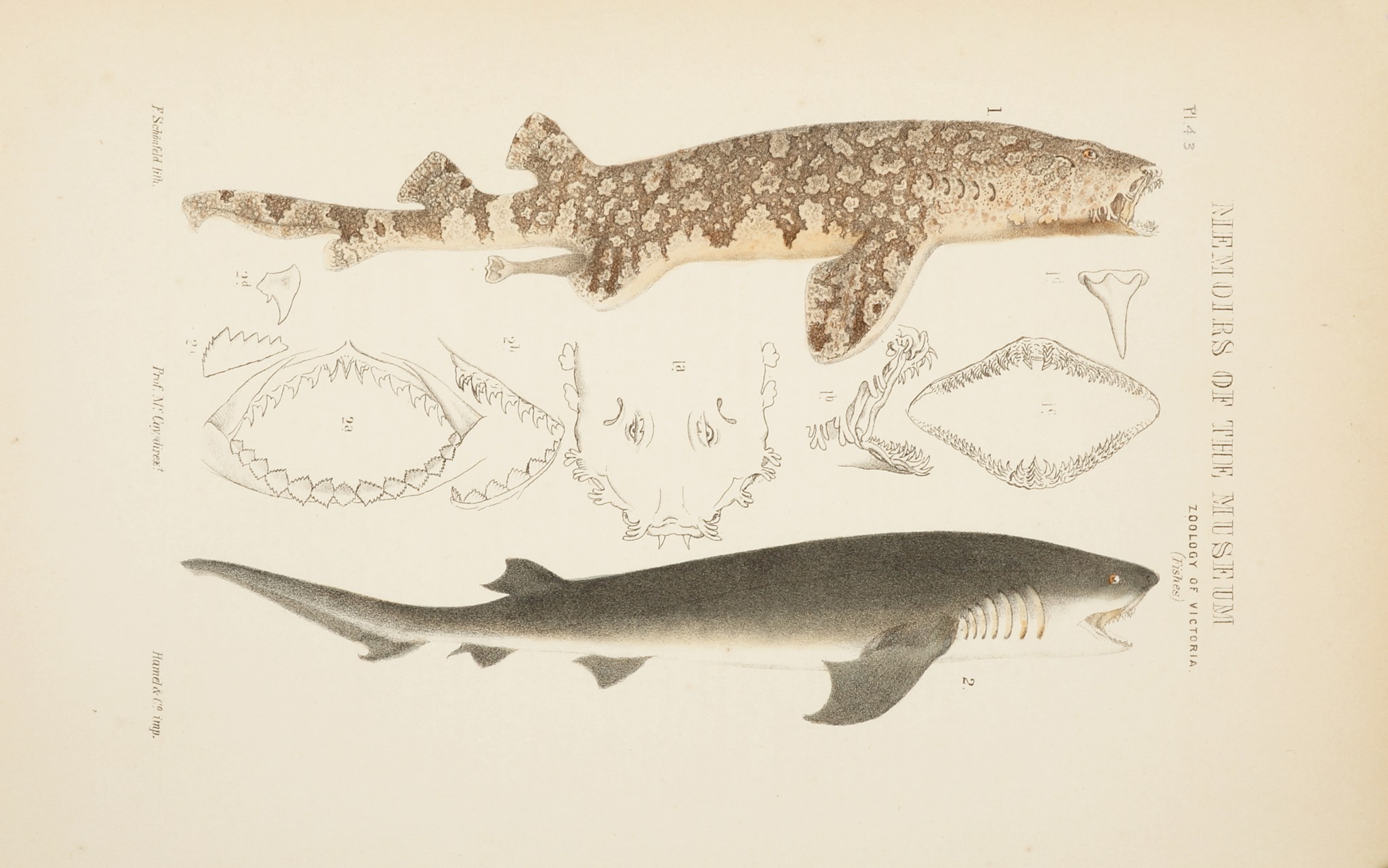 Figure 1. Carpet Shark [Wobbegong], Crossorhinus barbatu [Orectolobus ...