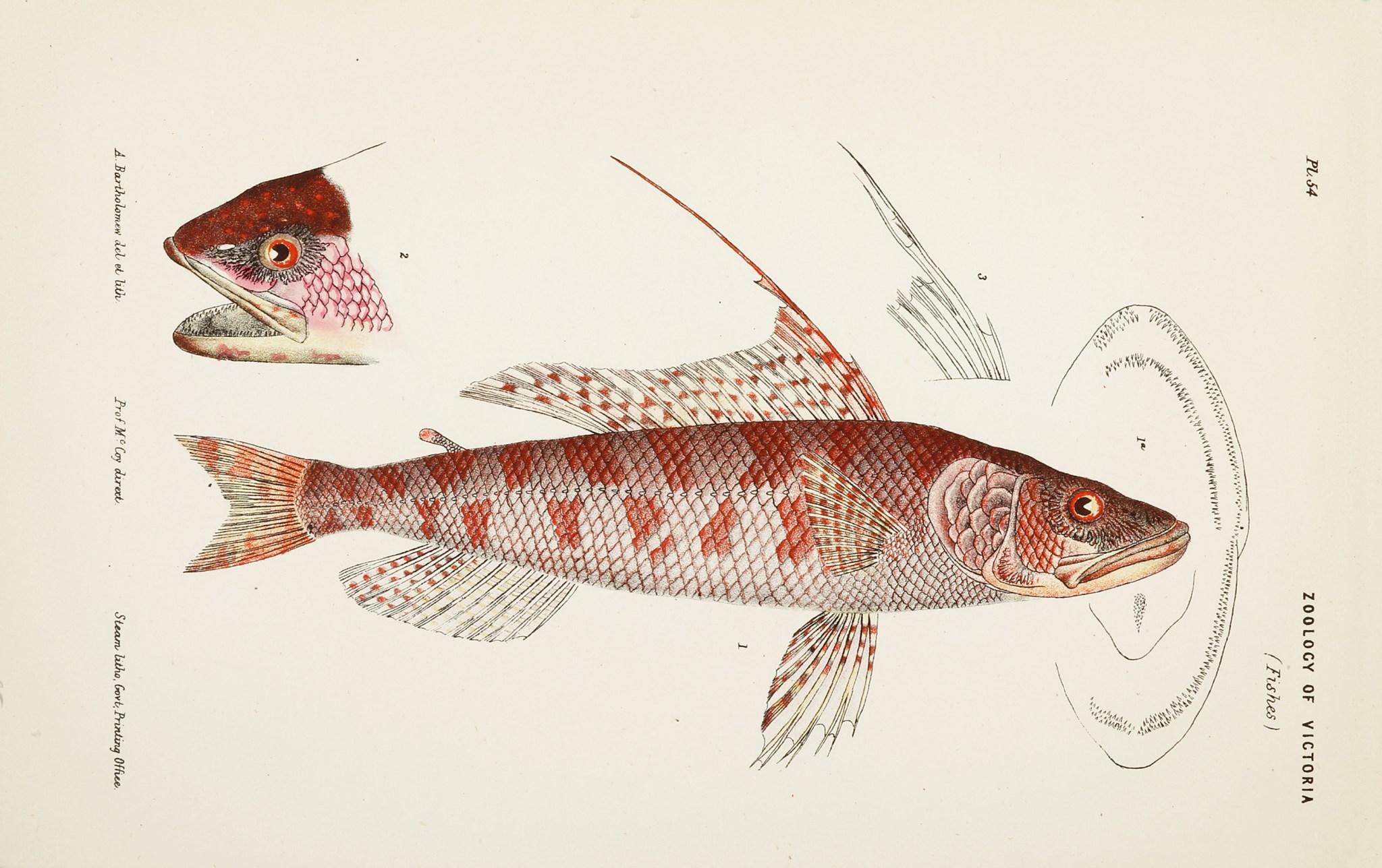 The Australian Aulopus [Sergeant Baker], Aulopus Purpurisatus ...