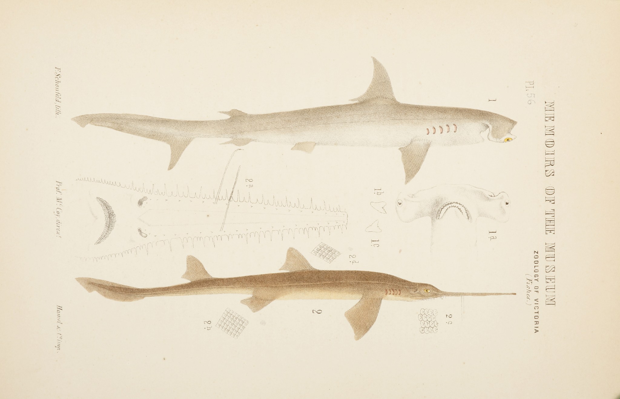 Figure 1. The Hammer-headed Shark [Smooth Hammerhead], Zygæna malleus ...