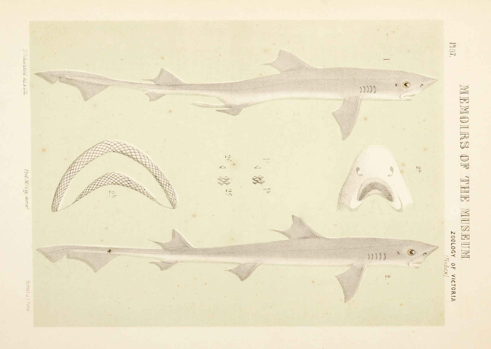 [Mustelus Antarcticus ,The Australian Smooth-Hound.] - Antique Print ...