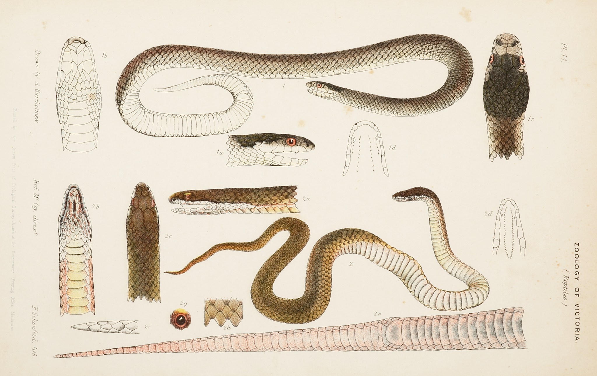 Figure 1. Little Whip Snake, Hoplocephalus flagellum [Parasuta ...