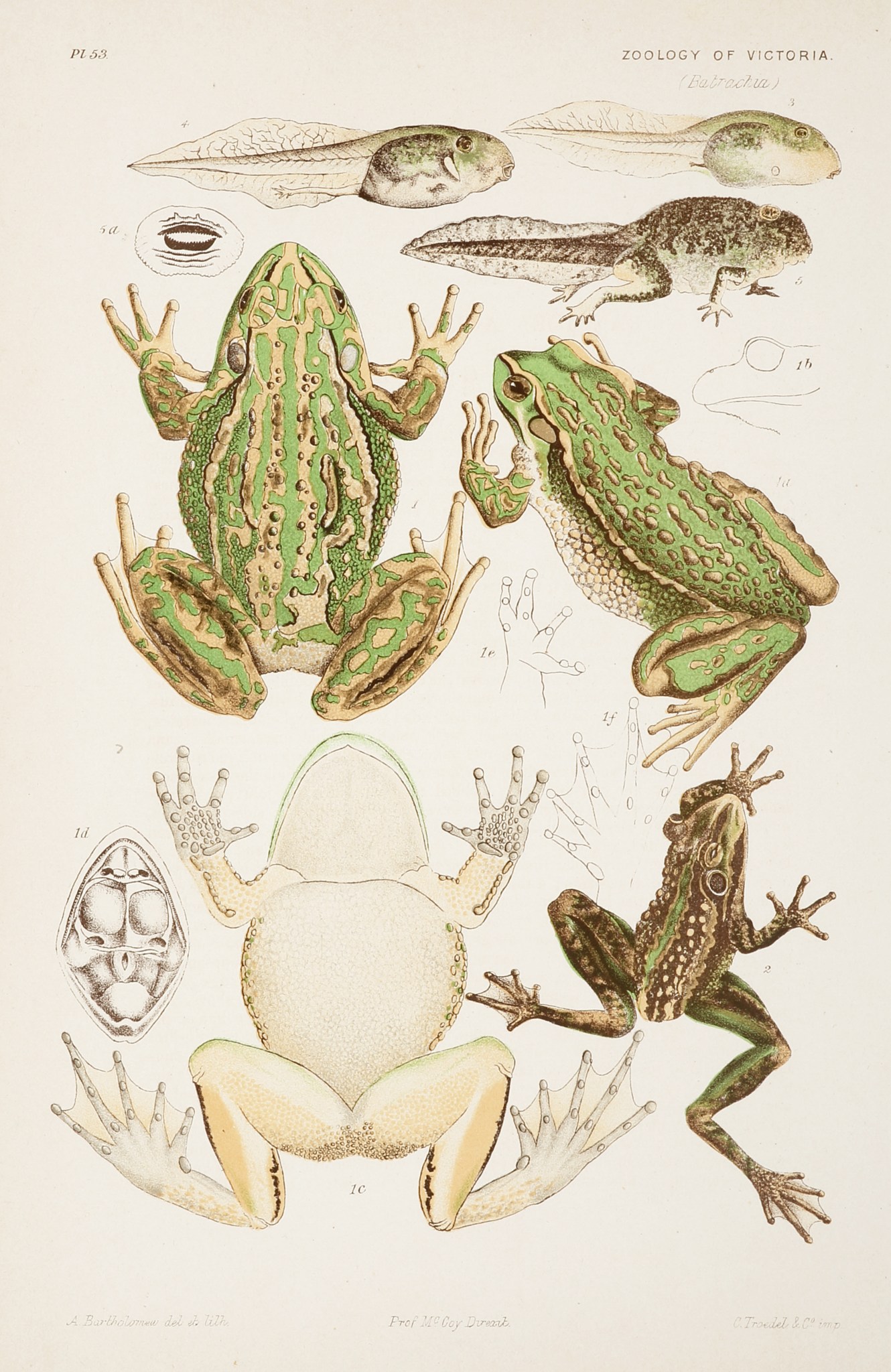 The Green and Golden Bell-Frog. [Growling Grass Frog], Ranoidea Aurea ...